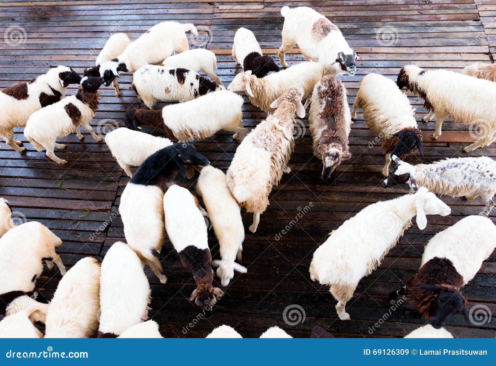 Sheep in stable stock image. Image of rural, fleece, cute - 69126309