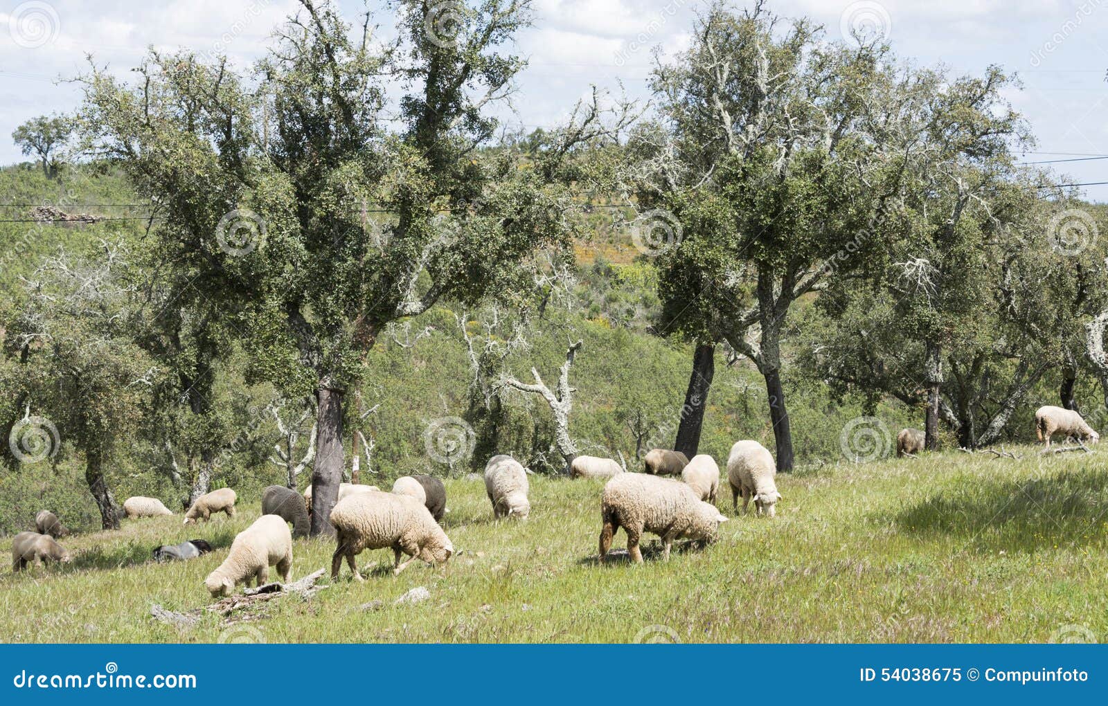 Sheep Stack with Olive Trees Stock Image - Image of tree, nature: 54038675