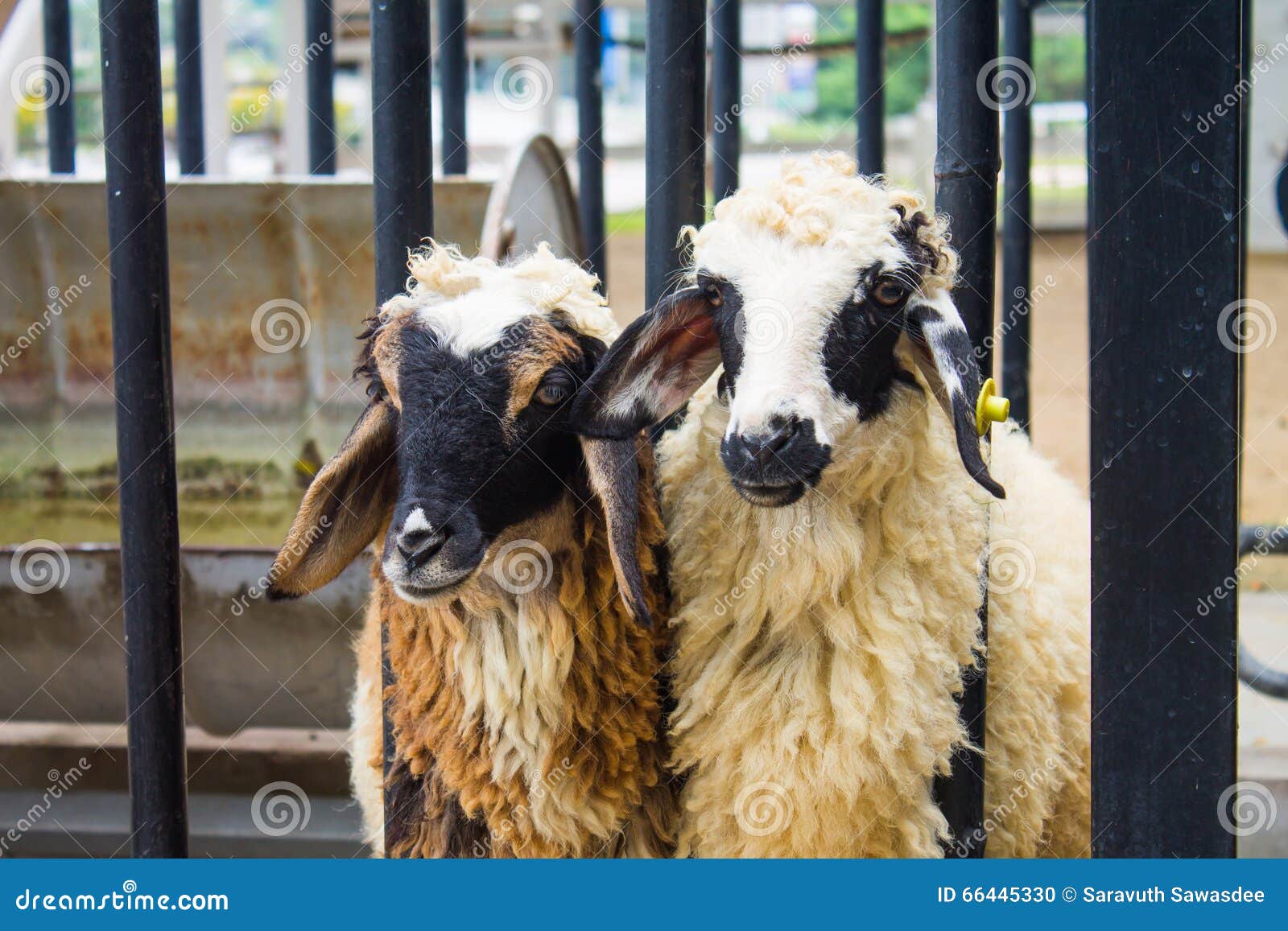 Sheep in stall stock photo. Image of countryside, livestock - 66445330