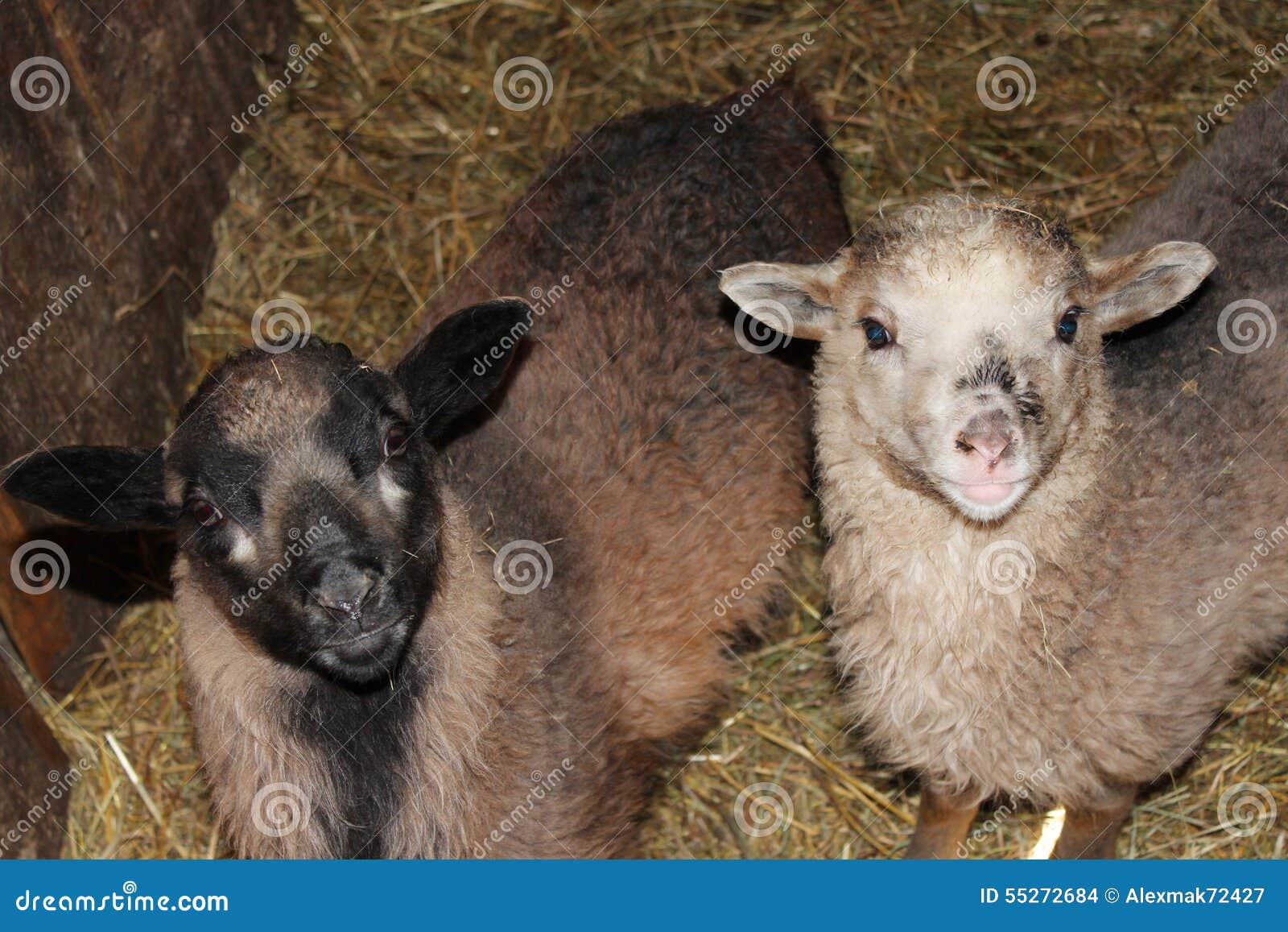 Sheep in the stall stock photo. Image of beef, male, dark - 55272684