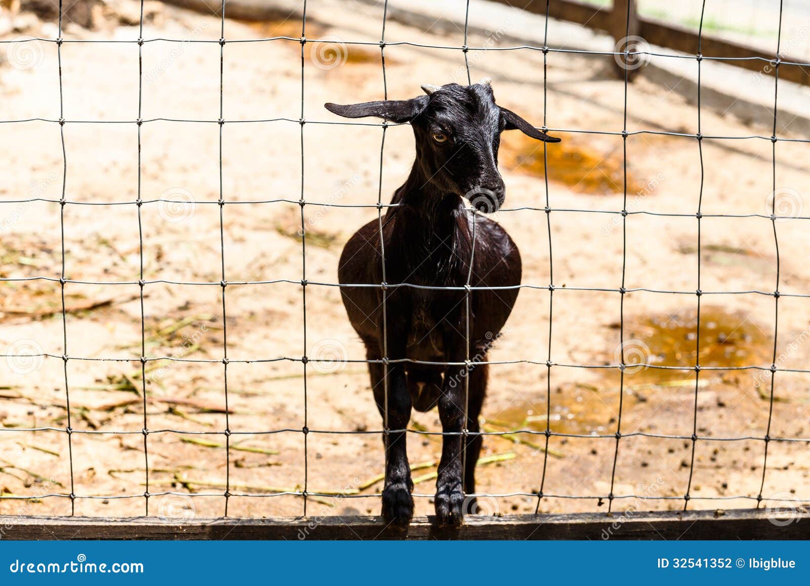 Sheep stand alone stock photo. Image of livestock, looking - 32541352 Sheep stand alone stock photo. Image of livestock, looking - 32541352