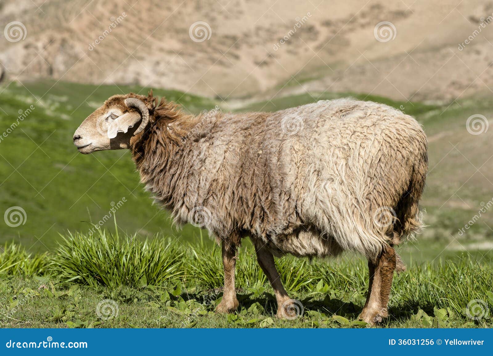 A sheep stock photo. Image of livestock, standing, wool - 36031256