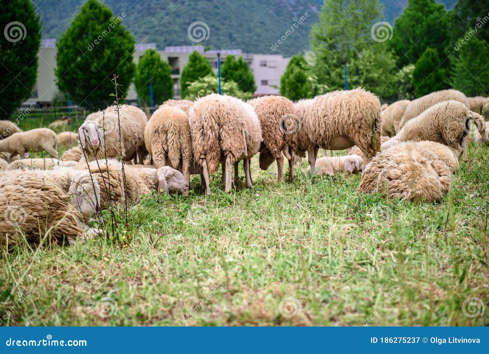 The Rear View of the Sheep on the Field. Stock Image - Image of animal ...
