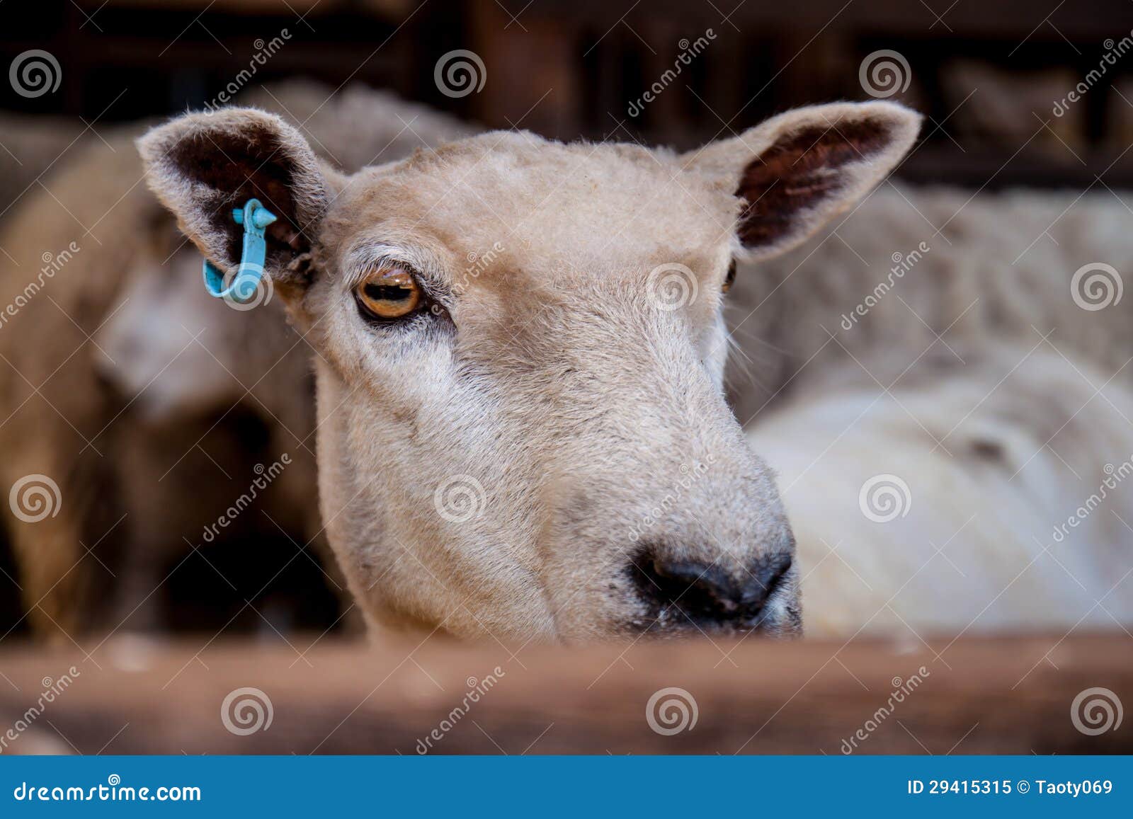 Sheep standing stock image. Image of curious, country - 29415315