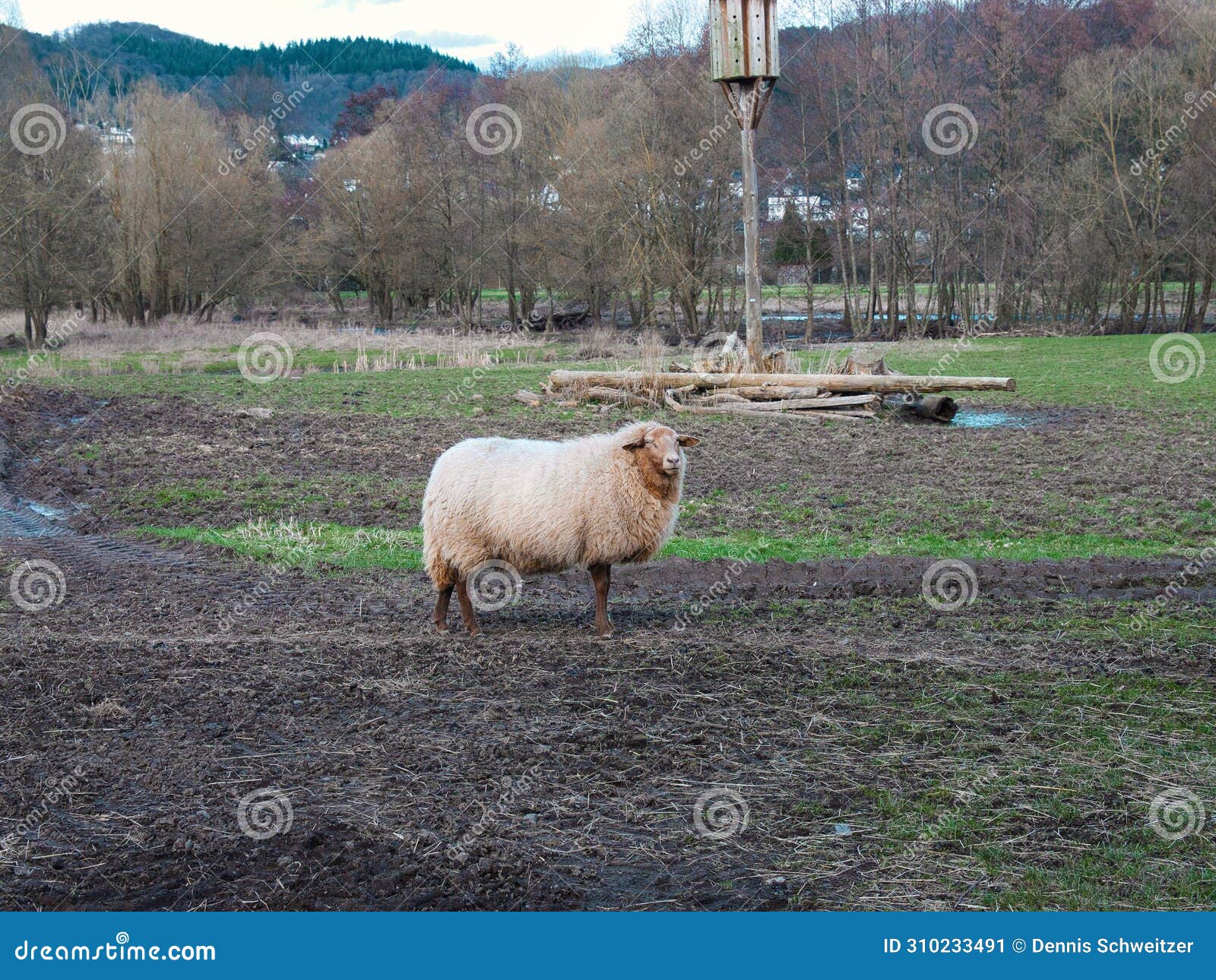 Sheep Standing Alone in a Field Taken from the Side Stock Image - Image ...