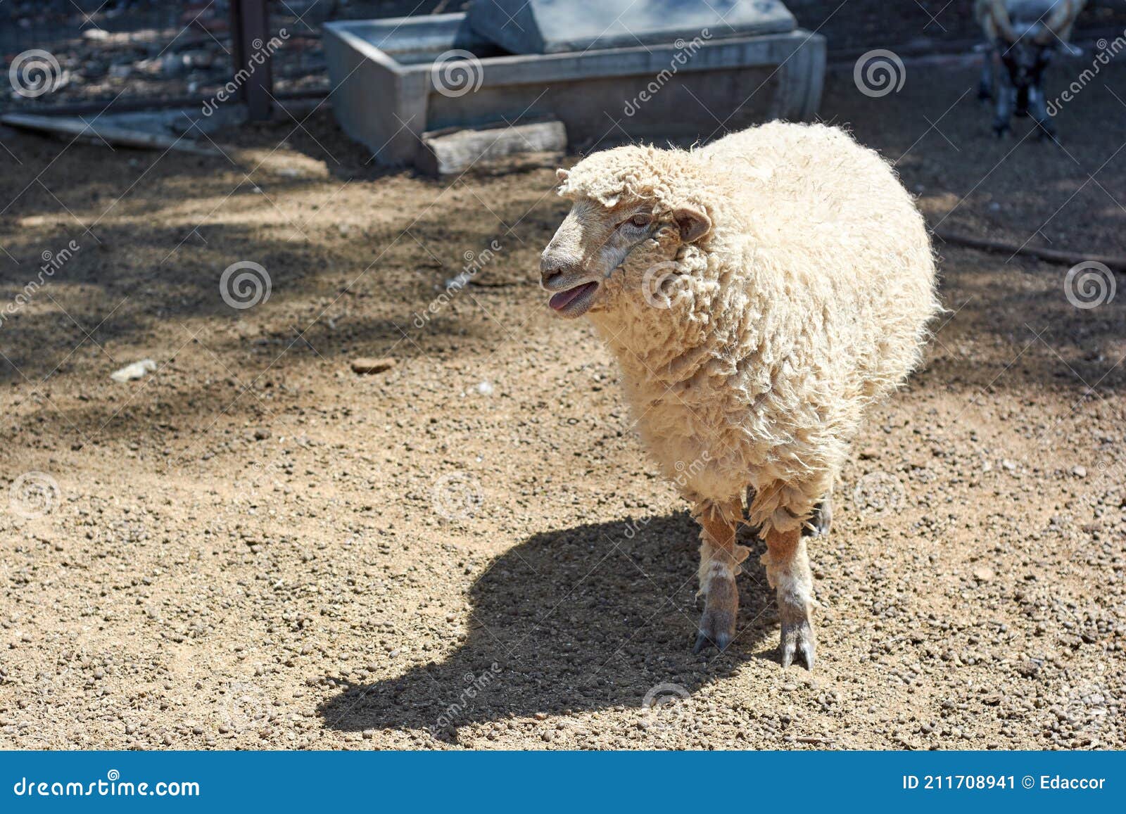 A Sheep Standing and Bleating in the Corral at Farm Stock Image - Image ...