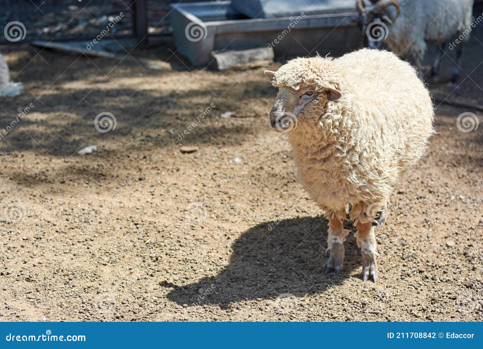 A Sheep Standing in the Corral at Farm Stock Photo - Image of summer ...