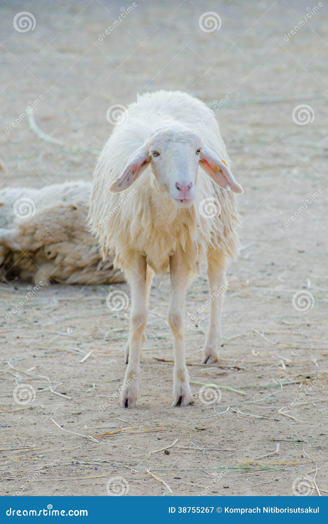 Sheep standing. stock image. Image of mammal, thailand - 38755267