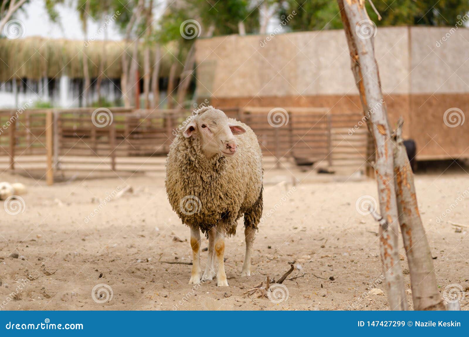 A Dirty and Long-haired Sheep Stock Image - Image of spring, portrait ...
