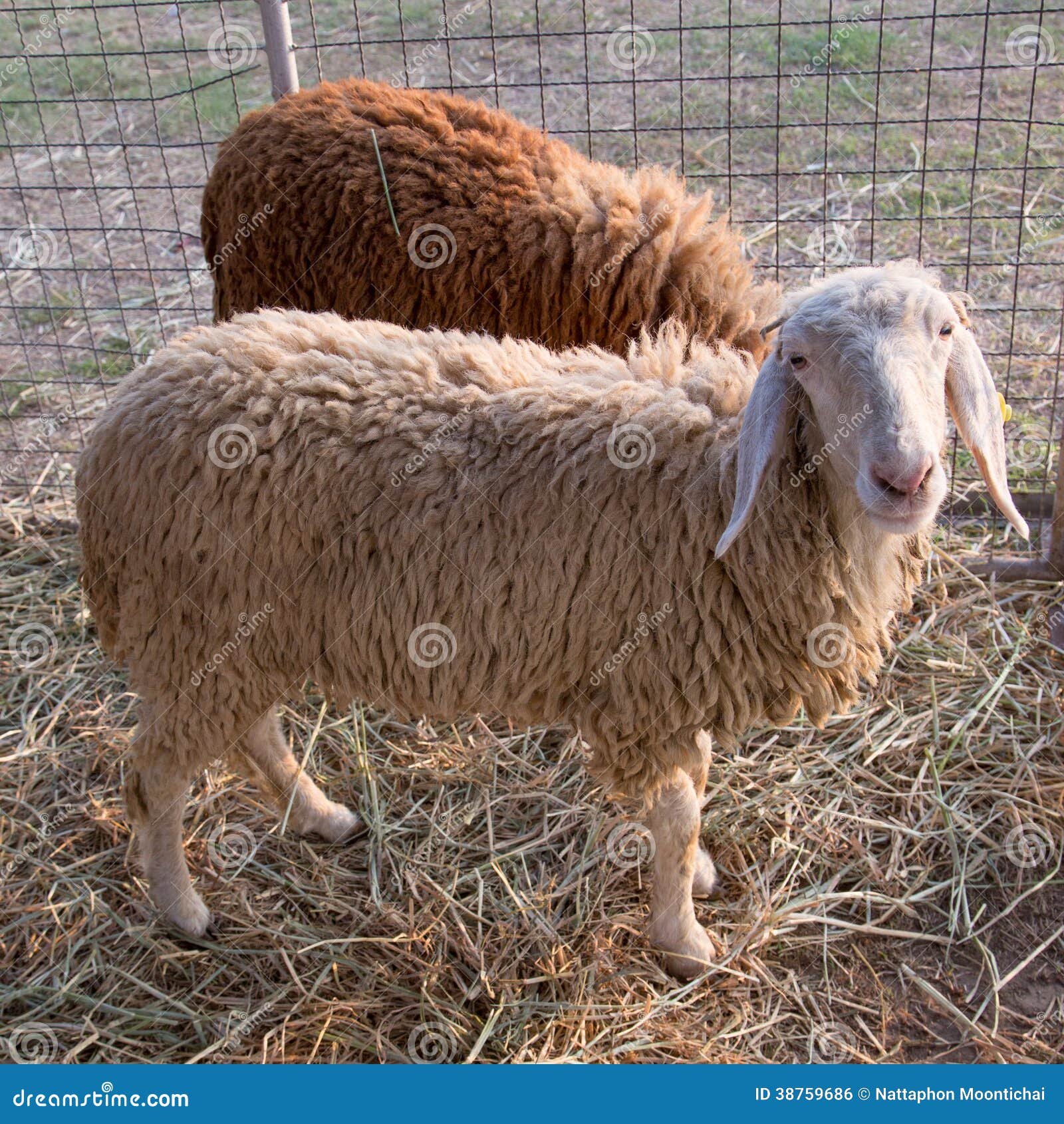 Sheep standing stock photo. Image of industry, agriculture - 38759686