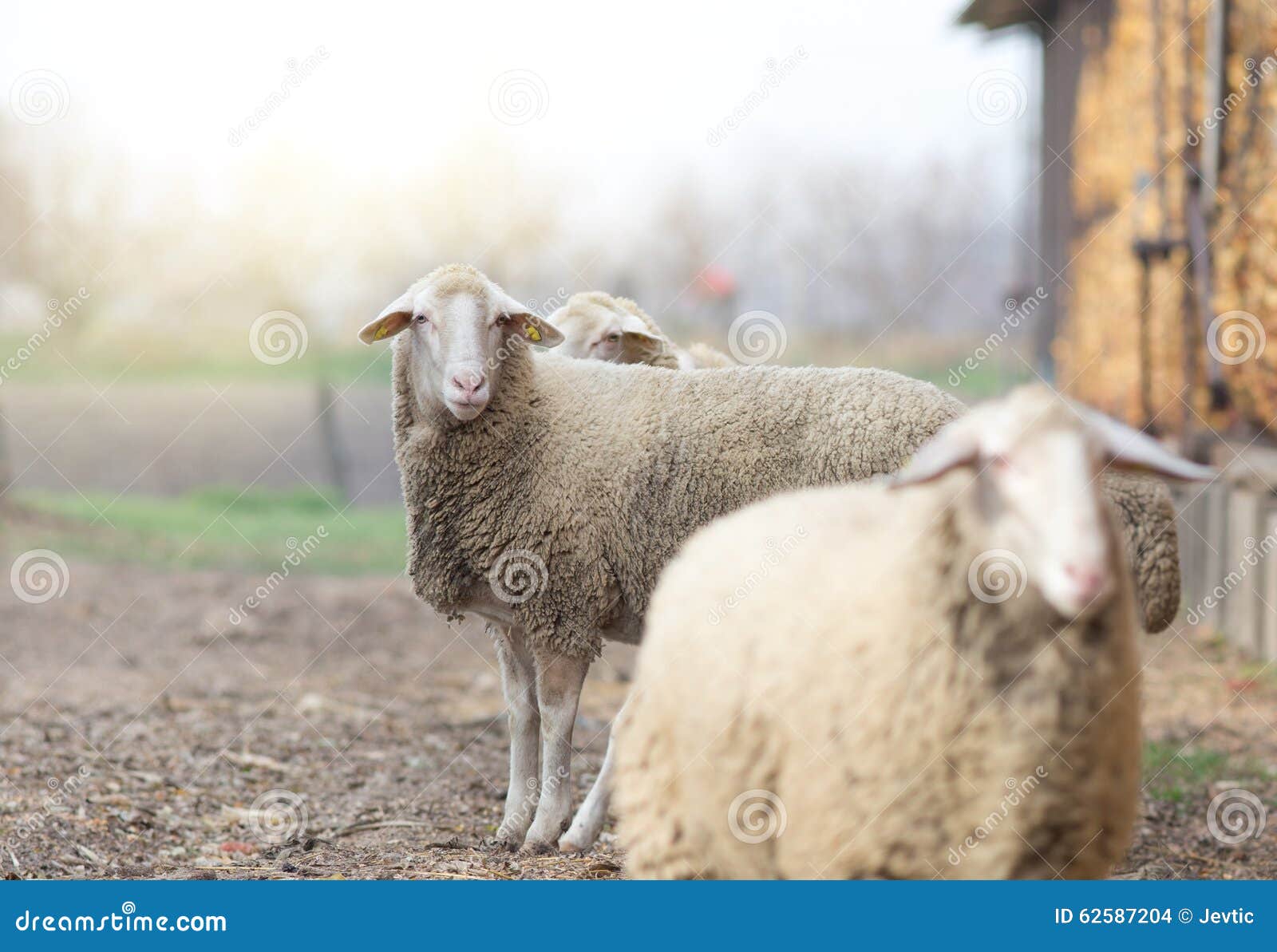 Sheep standing on farmland stock photo. Image of corn - 62587204