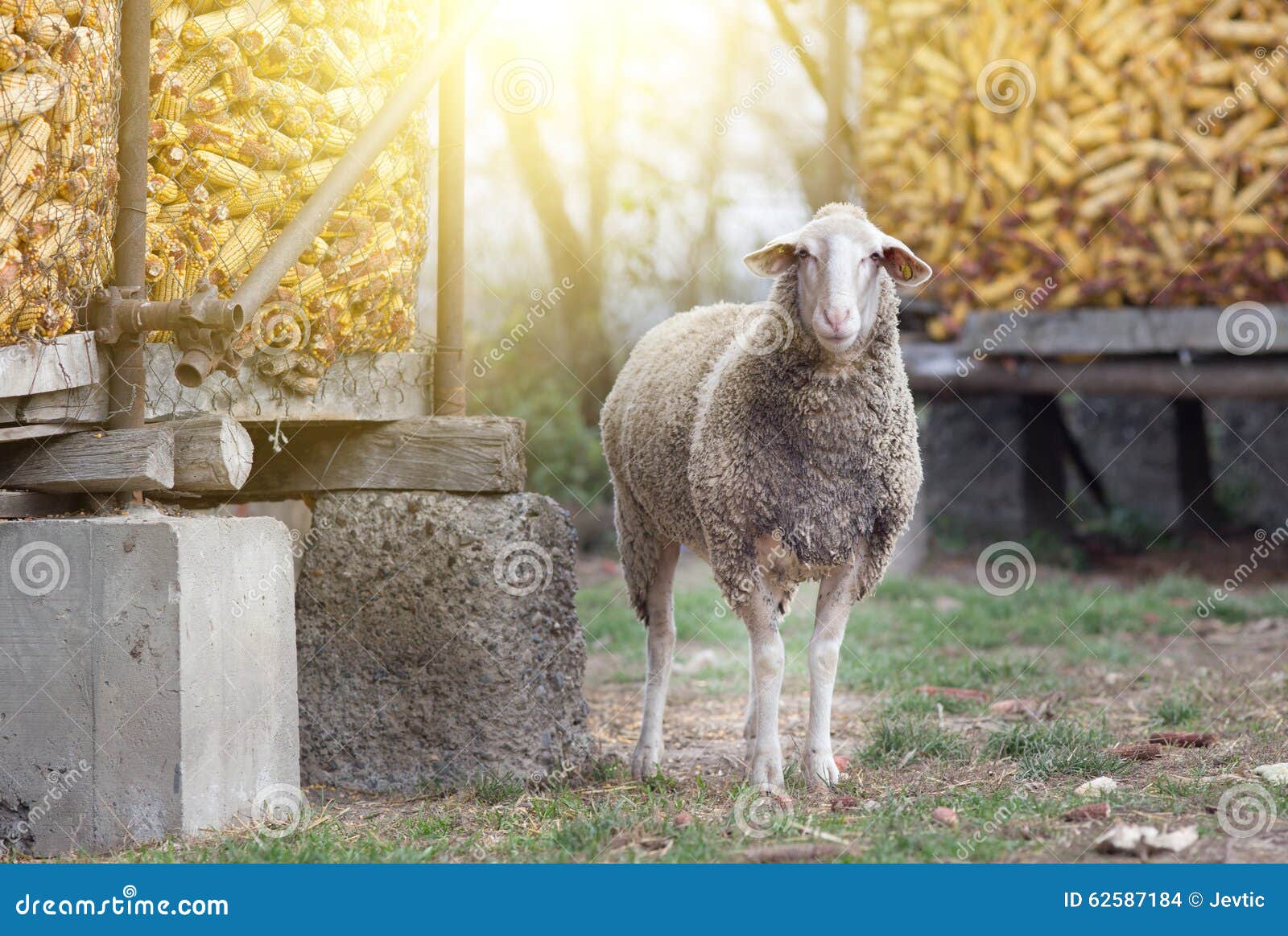 Sheep standing on farmland stock photo. Image of cattle - 62587184