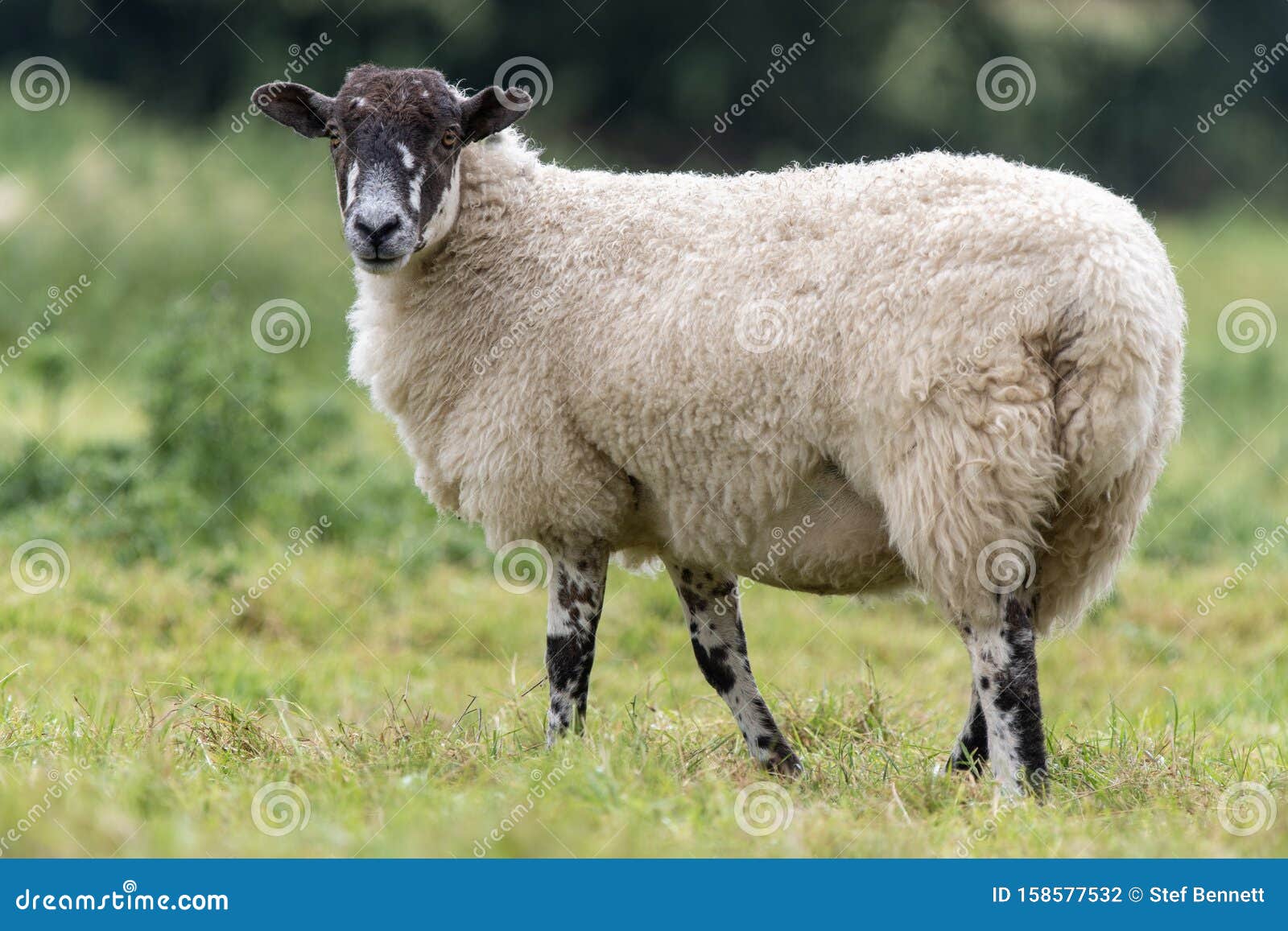 A Sheep Standing in a Field Stock Photo - Image of clothing, farming ...