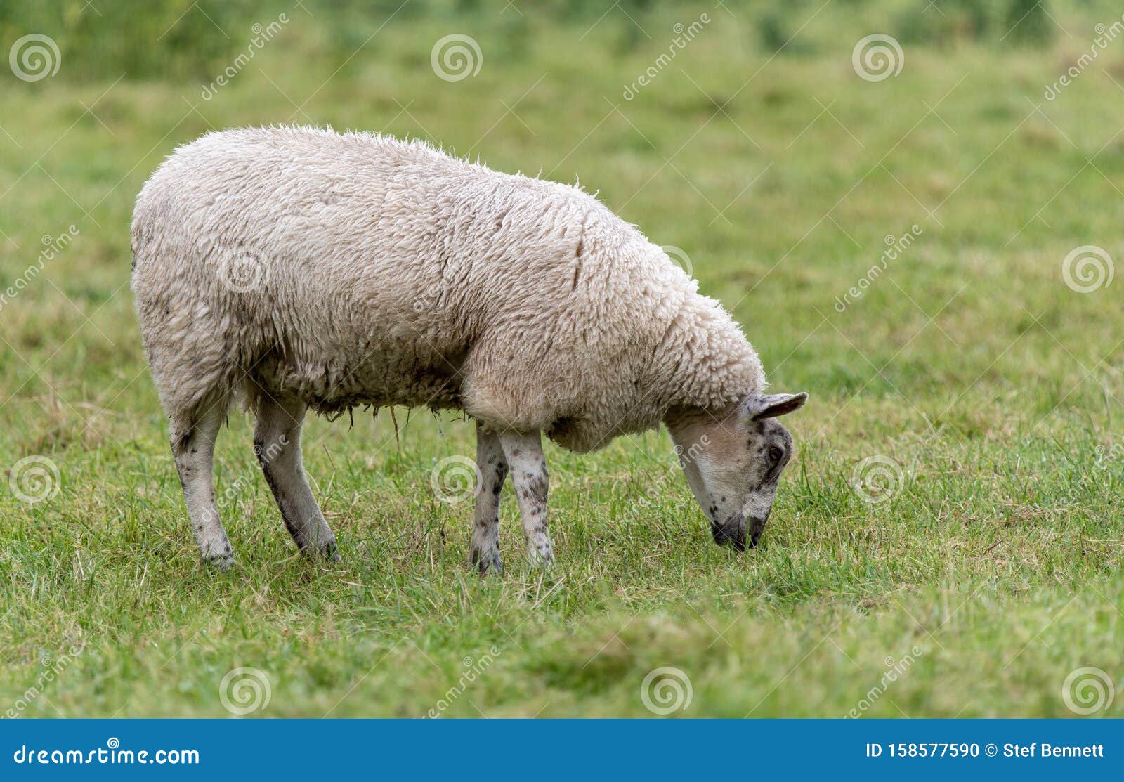A Sheep Standing in a Field Stock Photo - Image of animals, baby: 158577590