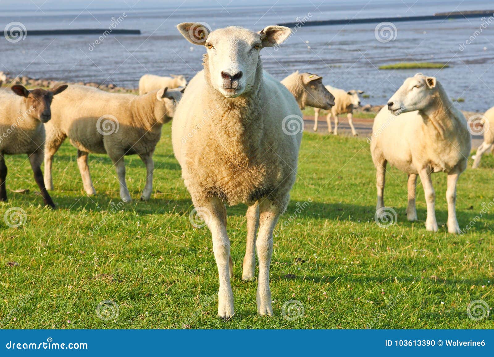 Staring sheep by the sea stock photo. Image of sheep - 103613390