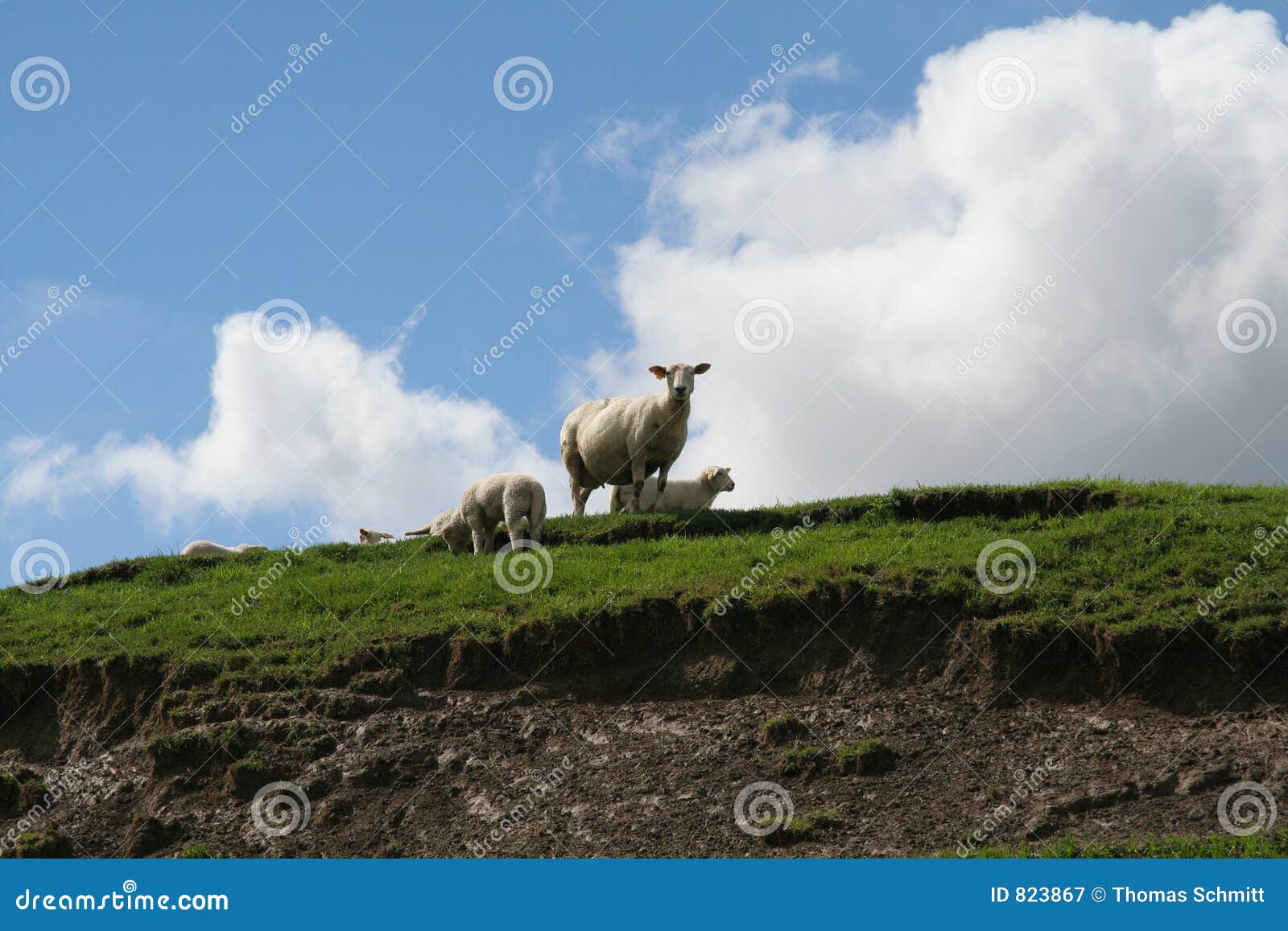 Sheep Standing on a Hillside Stock Image - Image of grass, farmland: 823867