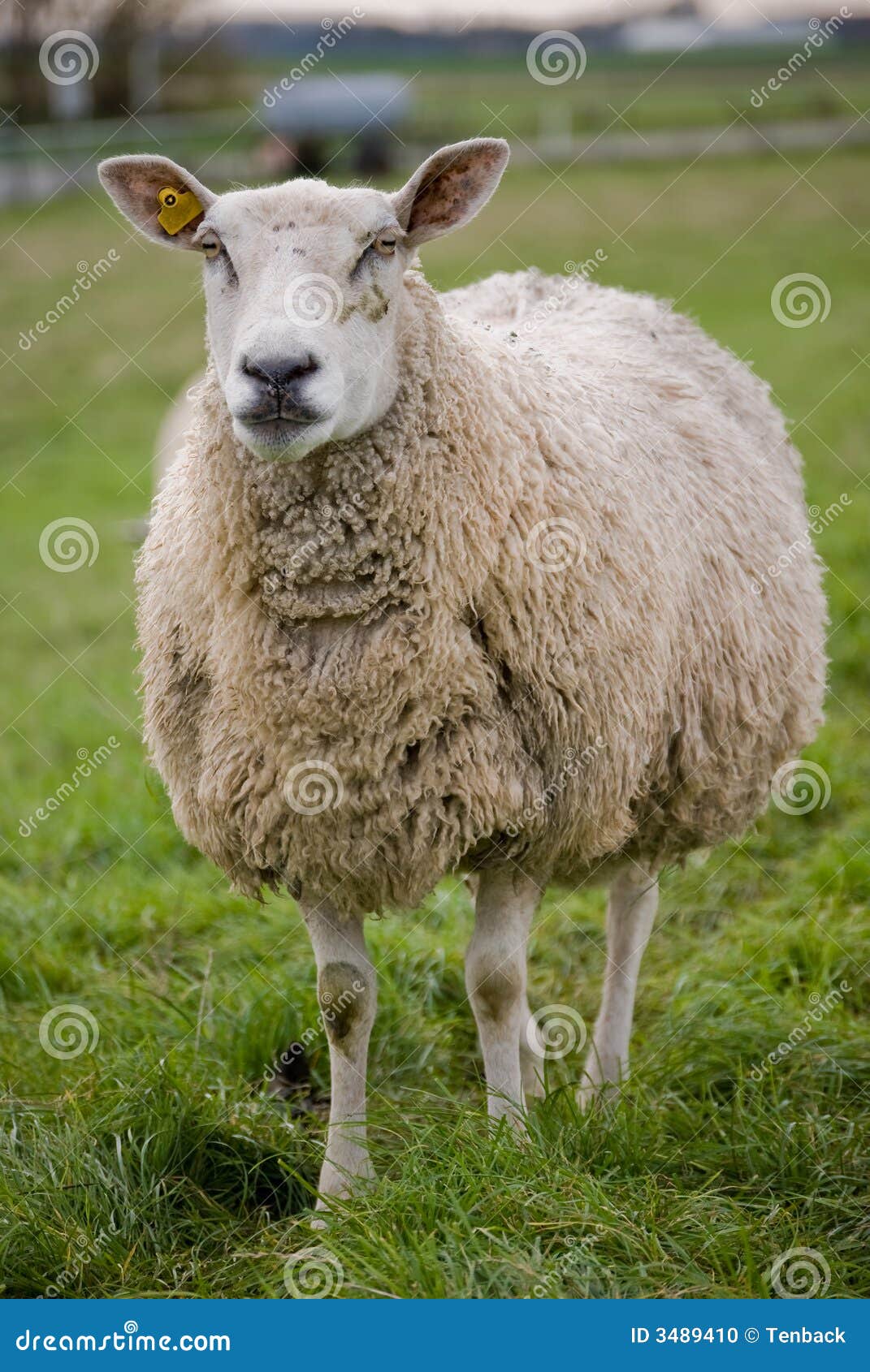 Sheep standing in meadow stock photo. Image of mutton - 3489410