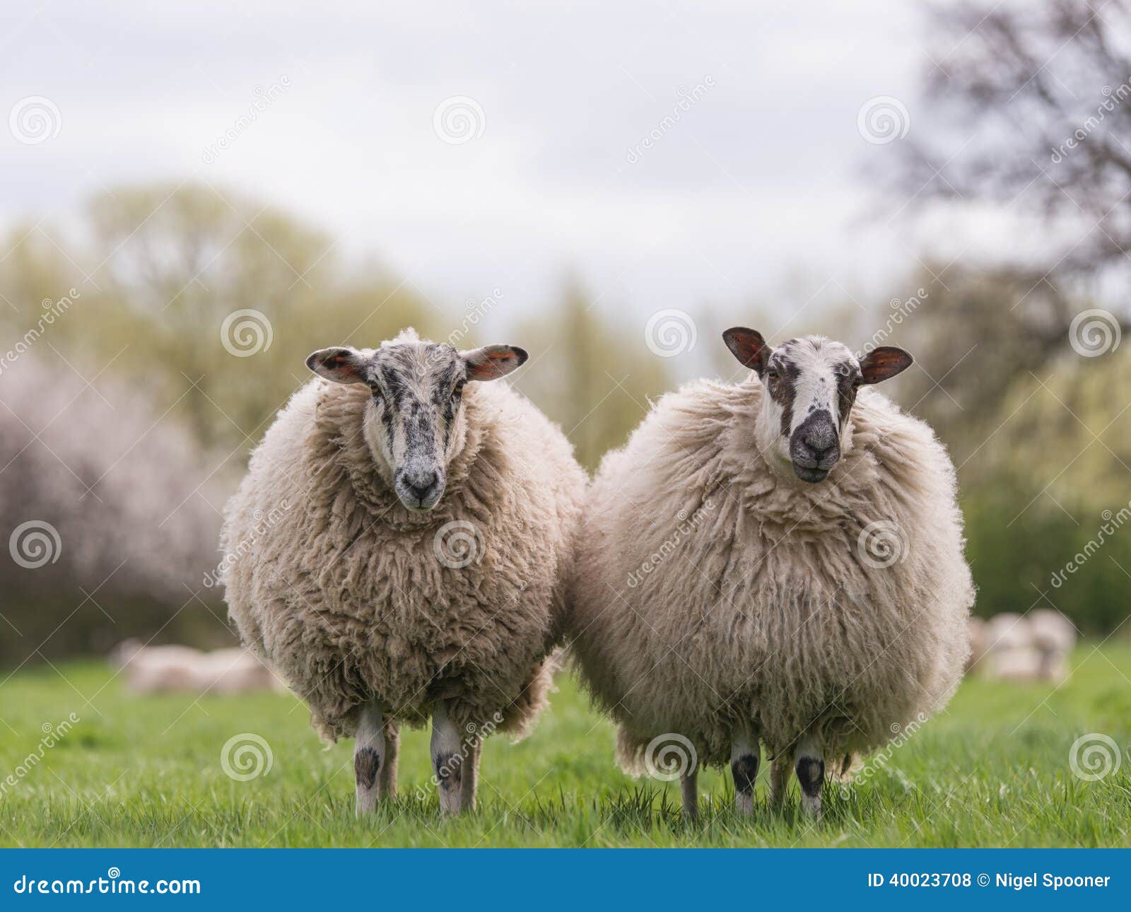Sheep standing in meadow stock photo. Image of agriculture - 40023708