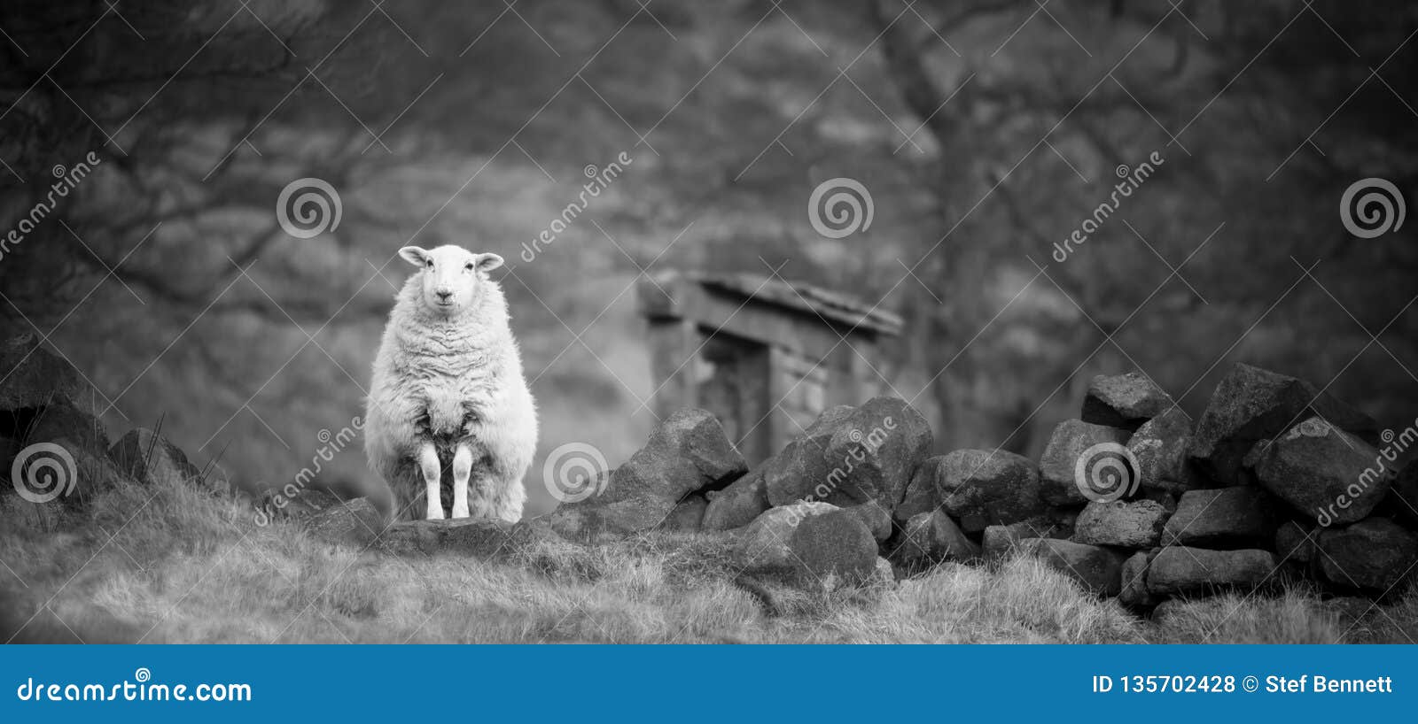 A Sheep standing on a stock photo. Image of natural - 135702428