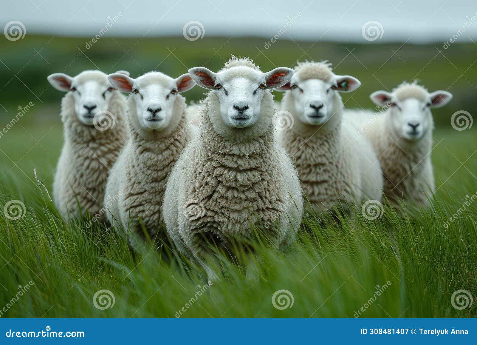 Sheep Standing in Row in Green Grass Field Stock Image - Image of sheep ...