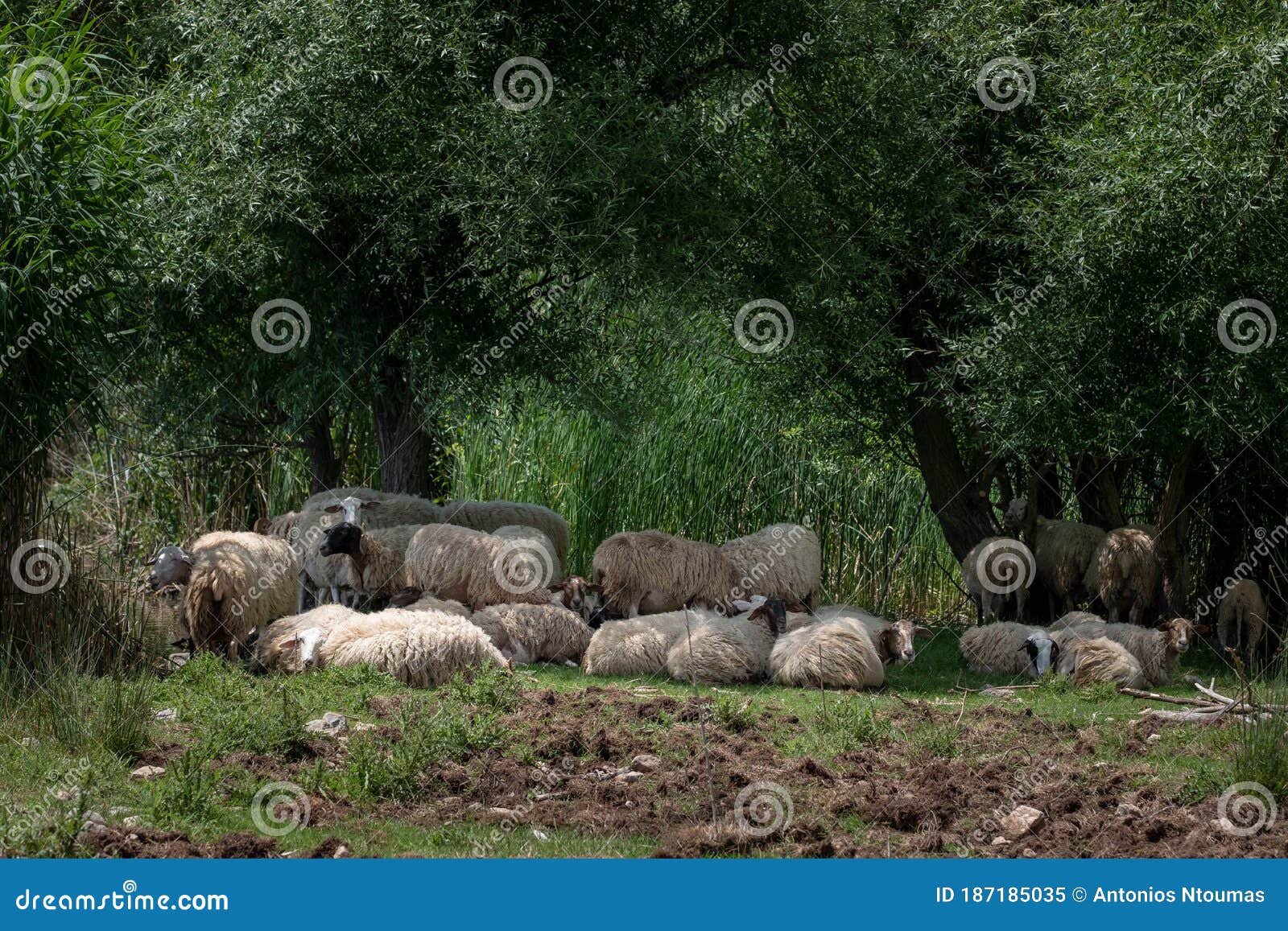 Sheep Standing Under a Tree. Sheep Flock Rests in a Tree Shade Stock ...