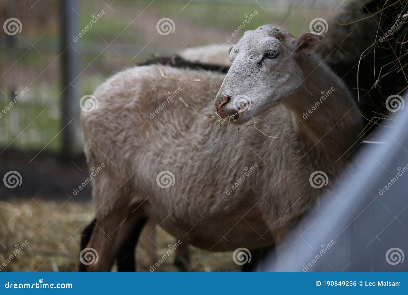 Sheep Stands at the Feeder and Chews Hay Stock Photo - Image of ...