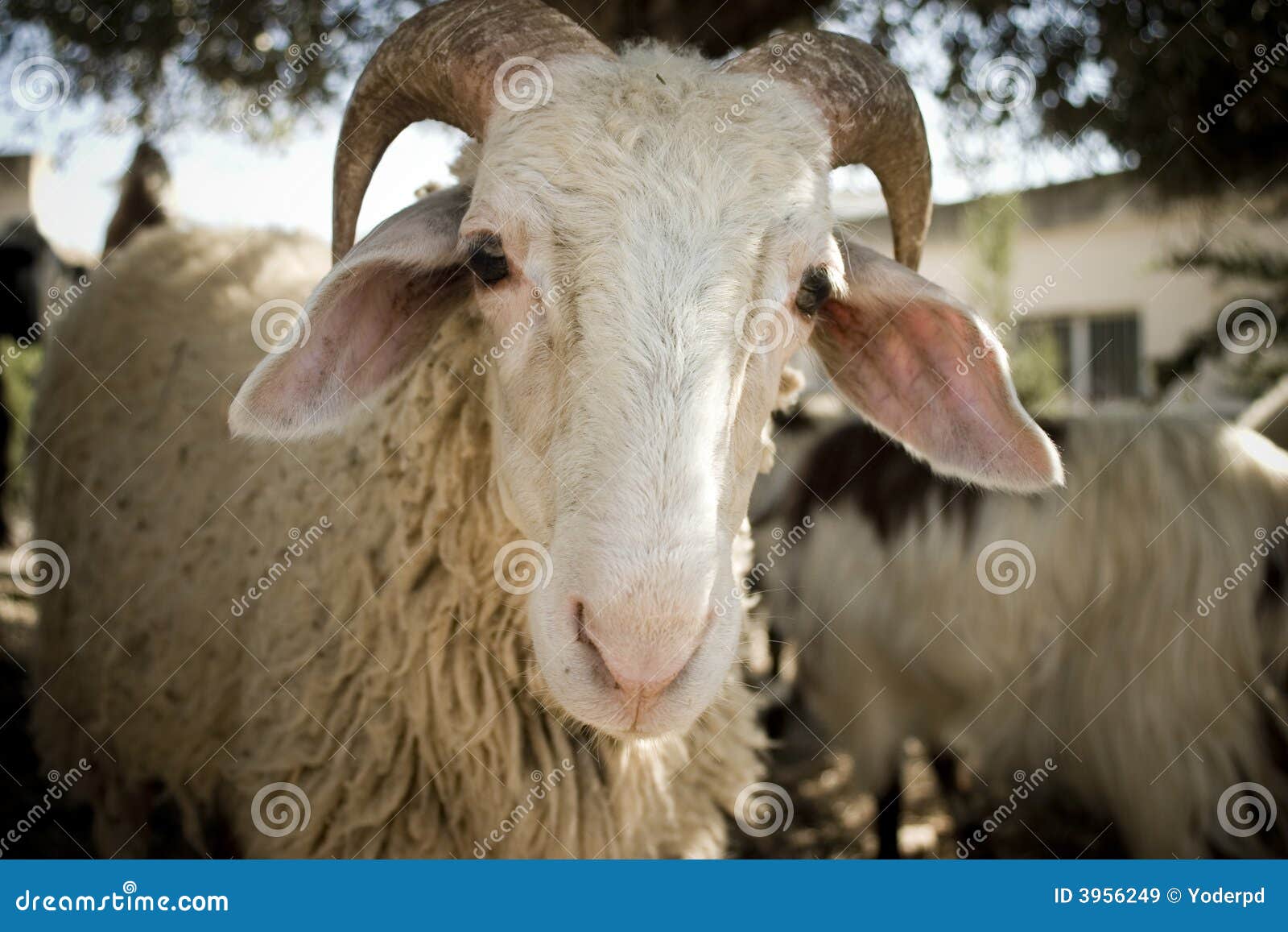 Sheep Stare stock image. Image of goat, look, sheep, eyes - 3956249