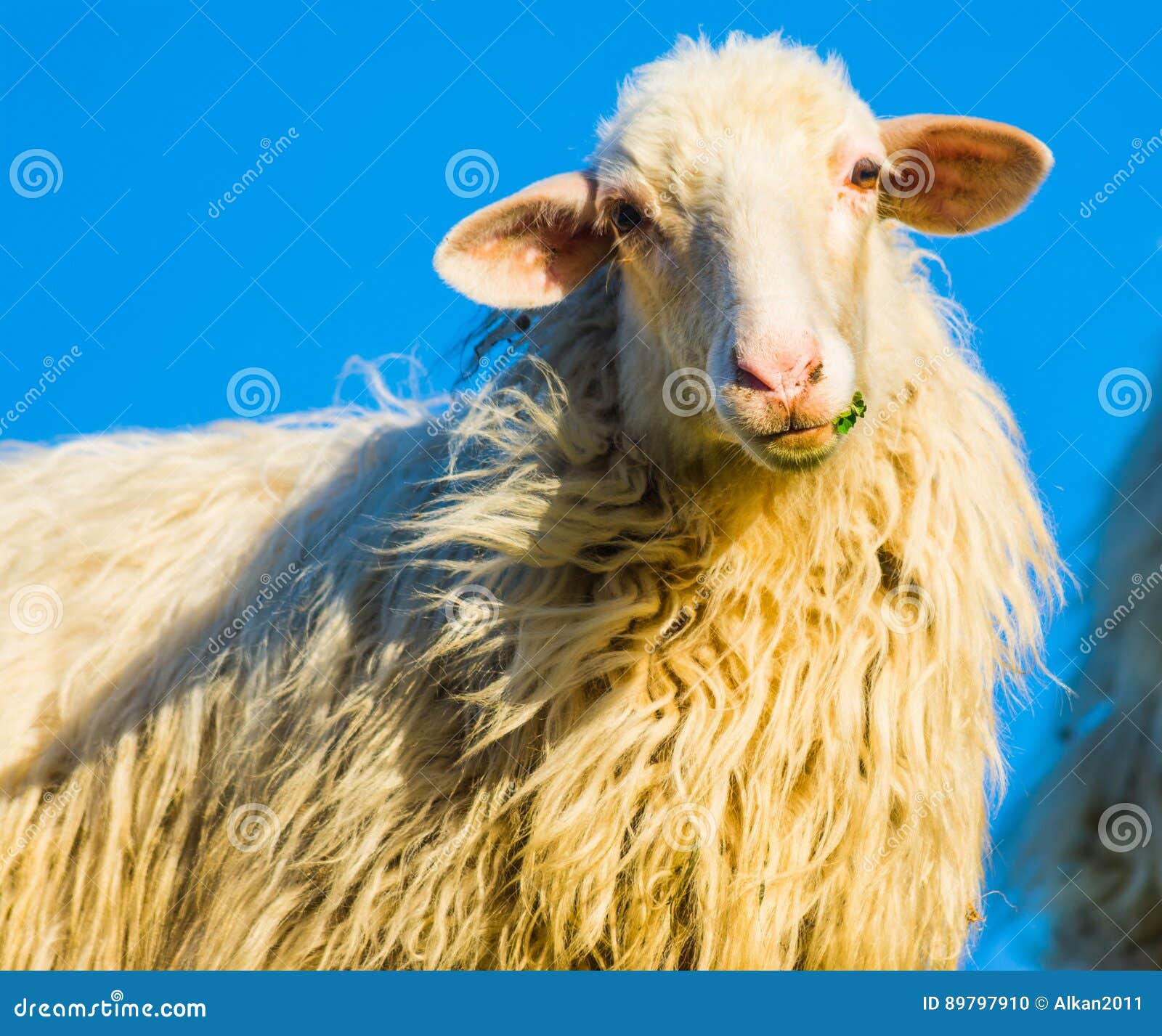 Sheep Staring at the Camera Stock Photo - Image of paddock, hardy: 89797910