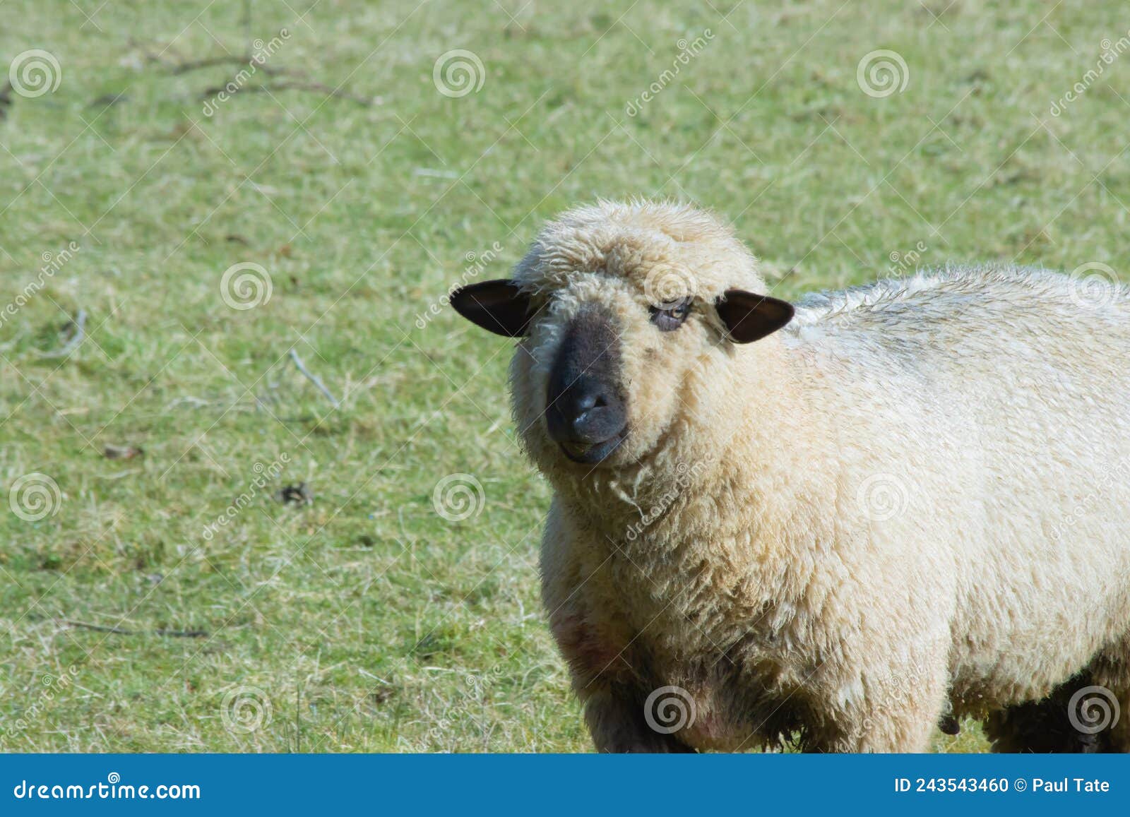Sheep Staring at Camera in Grass Field Stock Photo - Image of animal ...