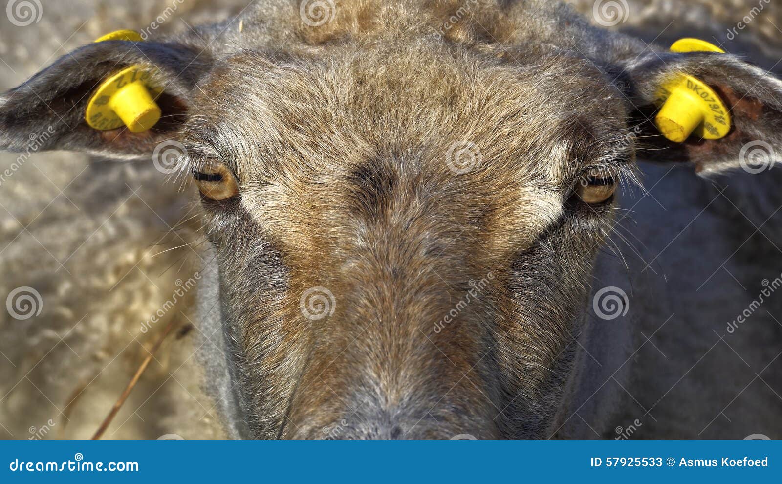 Sheep staring into camera stock image. Image of herbevore - 57925533