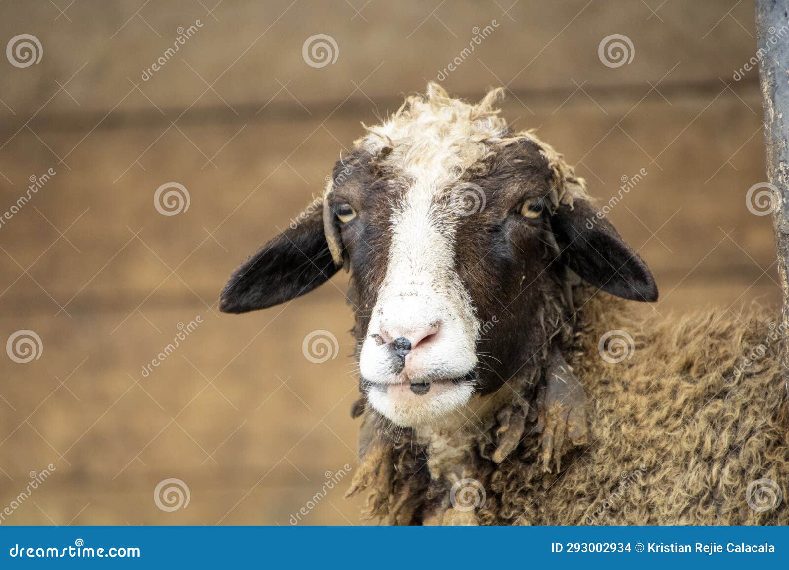 Sheep Stare with a Blank Face Stock Photo - Image of face, sheep: 293002934