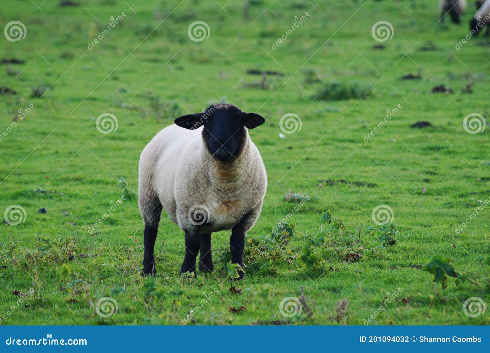Sheep Staring Straight at Camera Stock Photo - Image of grass, mammal ...