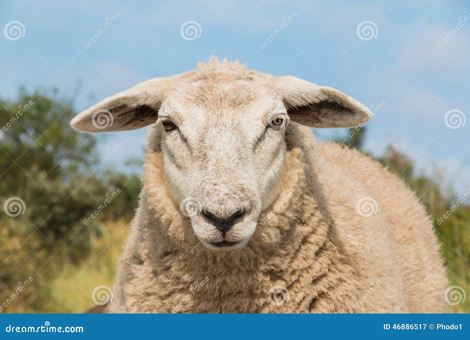Sheep Staring Up Close View Head Stock Image - Image of coat, head ...