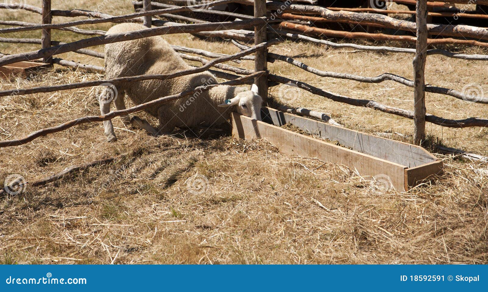 Sheep stealing grass stock image. Image of thief, sheep - 18592591