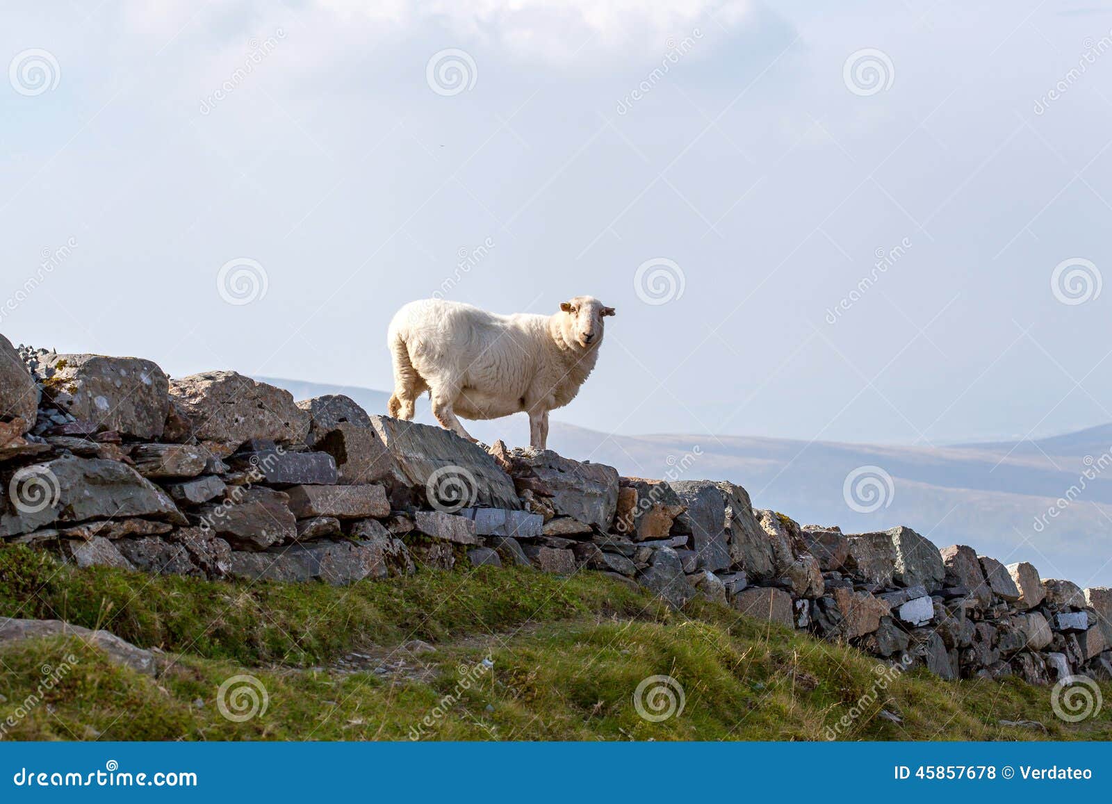 Sheep on a stone wall stock photo. Image of white, mountain - 45857678