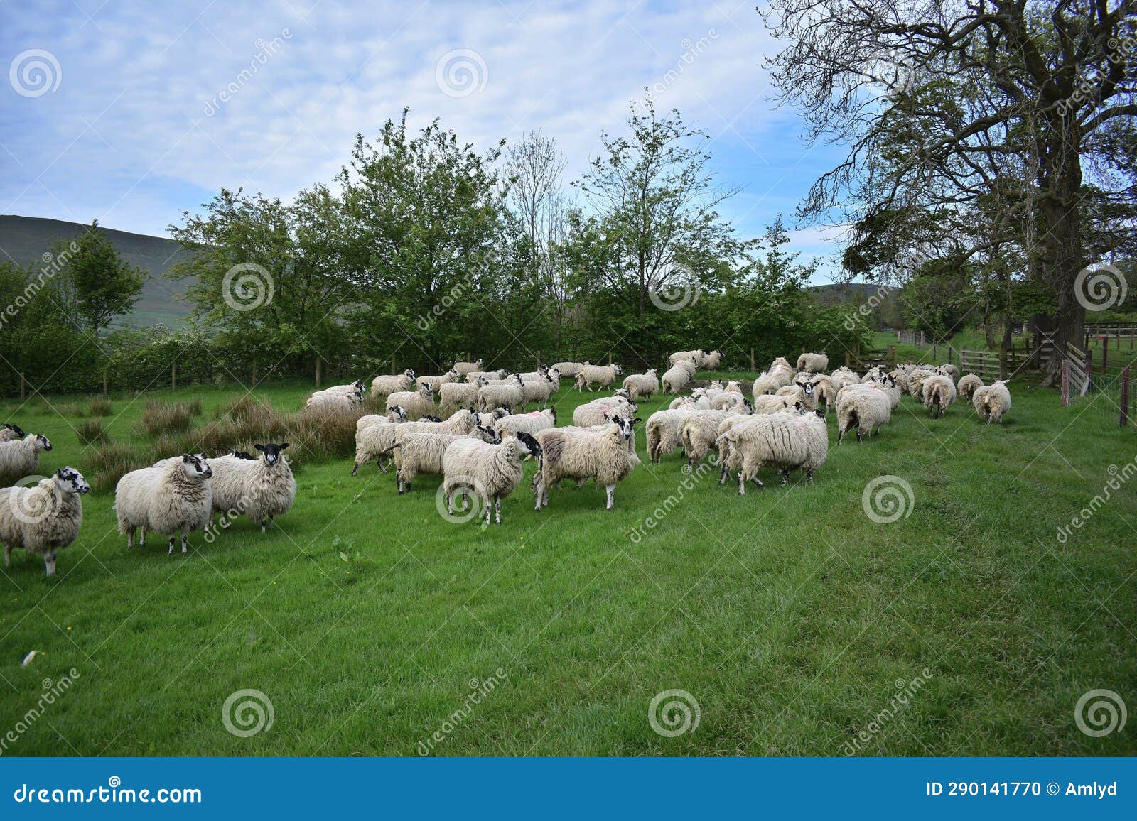 Flock of sheep in field stock photo. Image of amlyd - 290141770