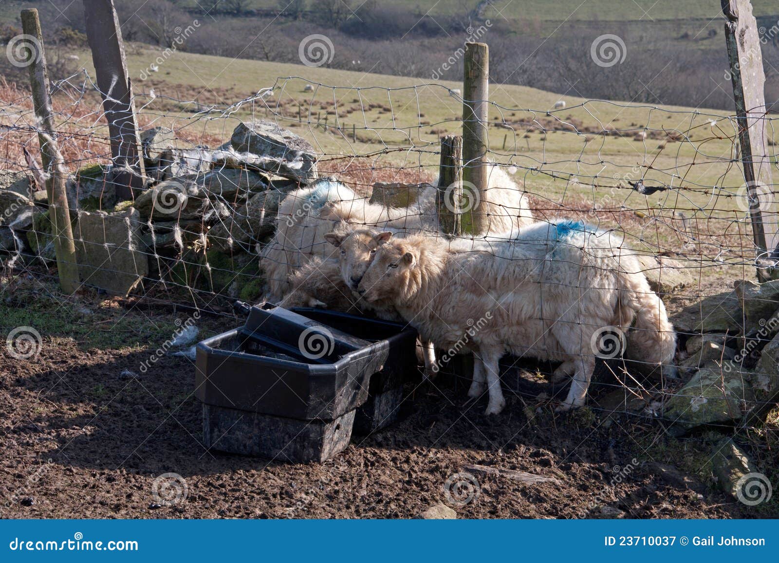 Sheep stuck in a fence stock image. Image of sunshine - 23710037