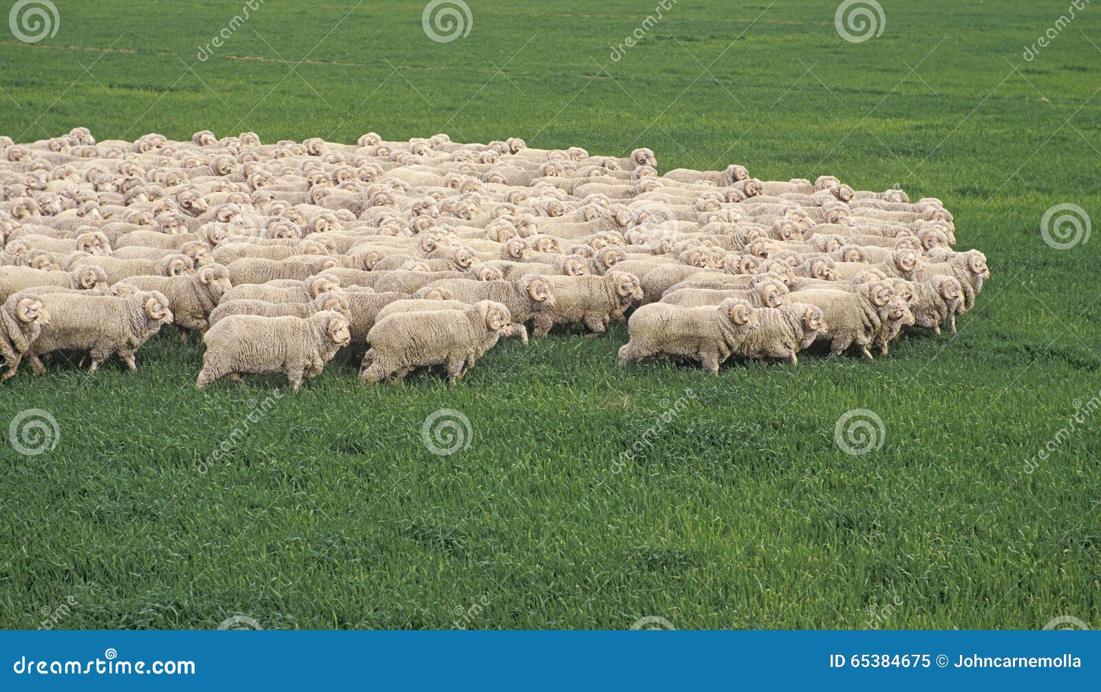 Sheep stock image. Image of stud, rural, sheep, farm - 65384675