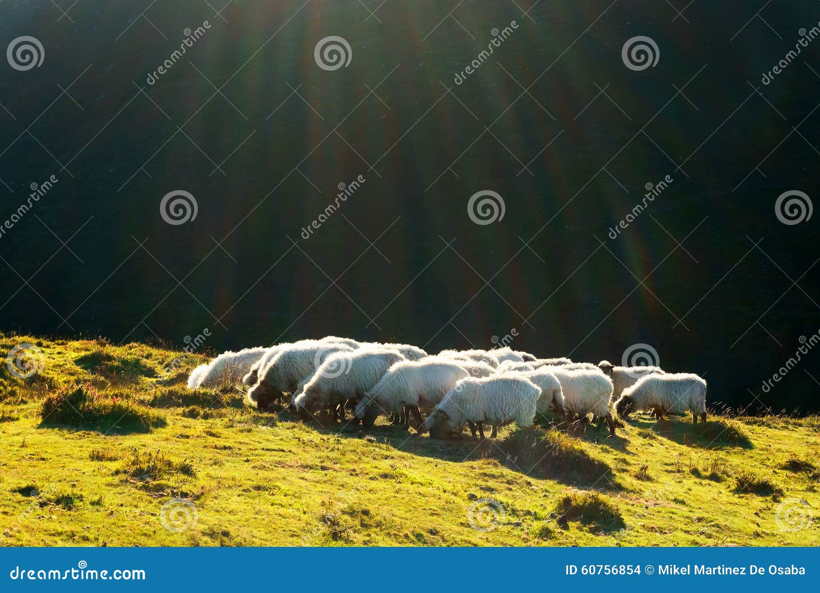 Sheep with sun rays stock photo. Image of rays, woolly - 60756854