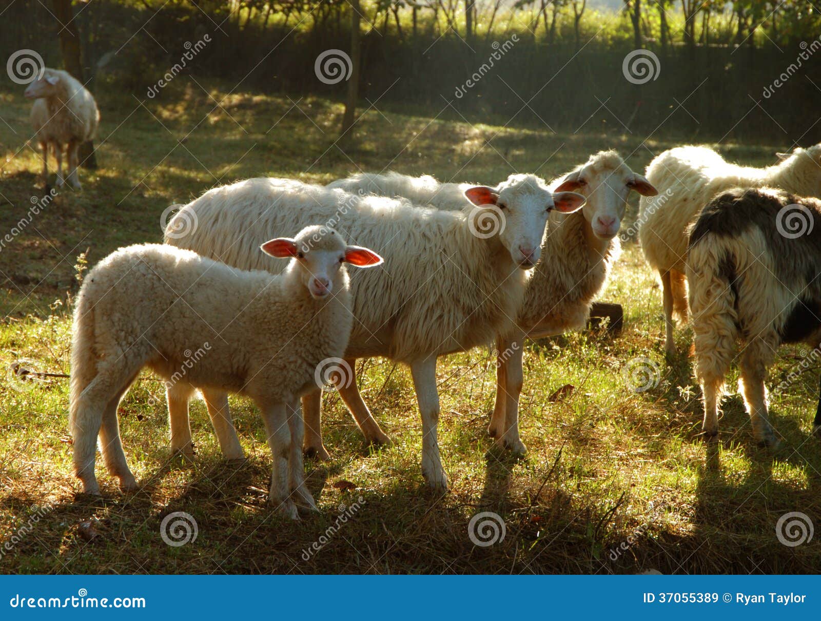 Sheep in Sunlight stock image. Image of dappled, shaft - 37055389