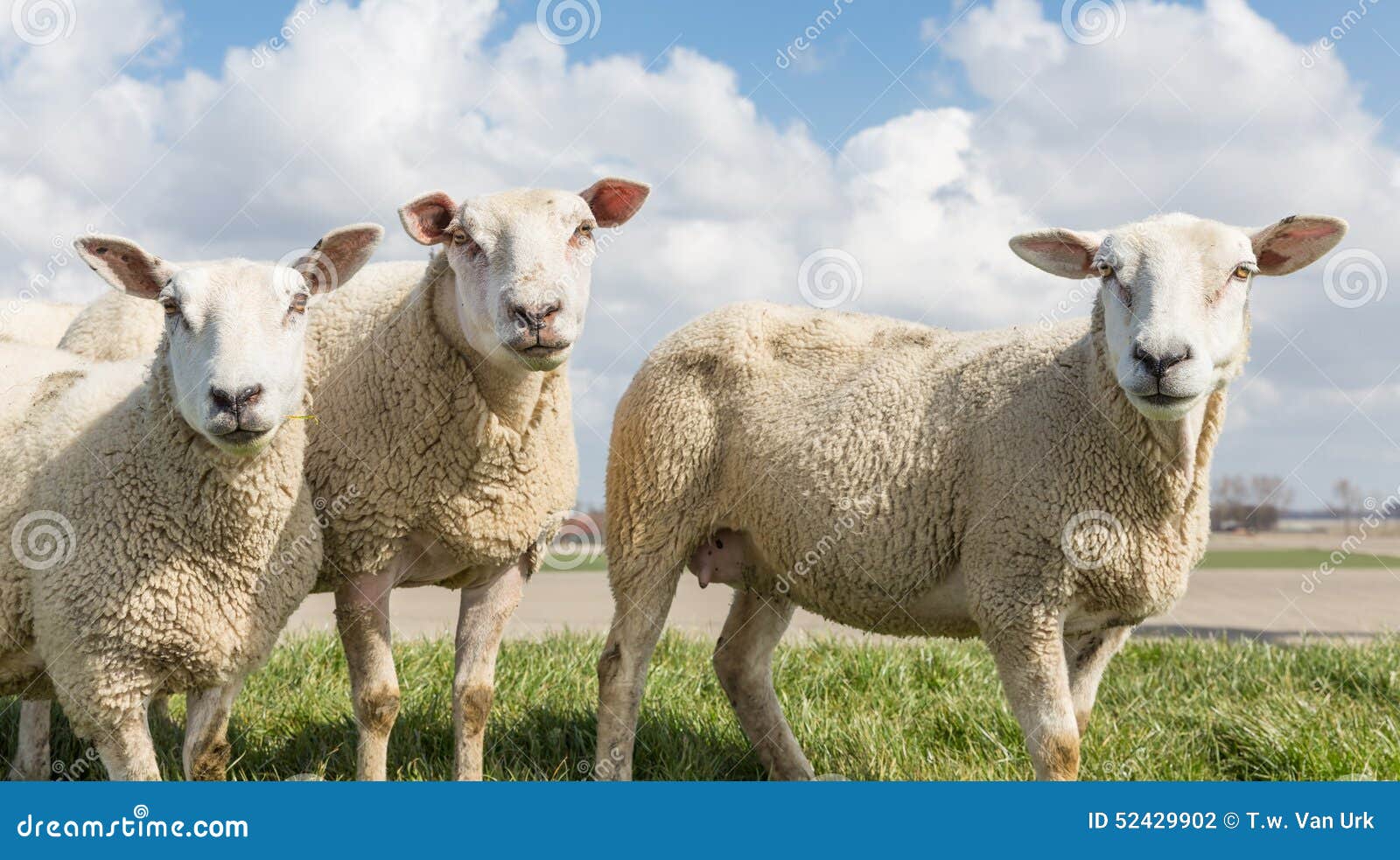 Sheep at Sunny Day in Spring on Top of a Dutch Stock Photo - Image of ...