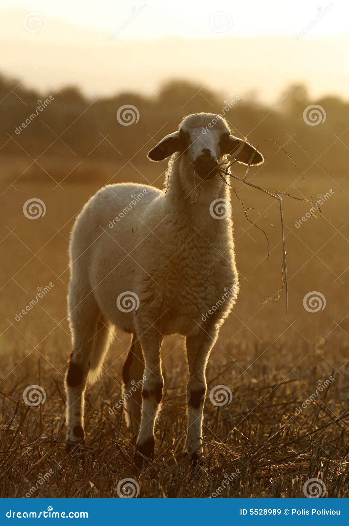 Sheep at sunrise stock image. Image of country, fauna - 5528989
