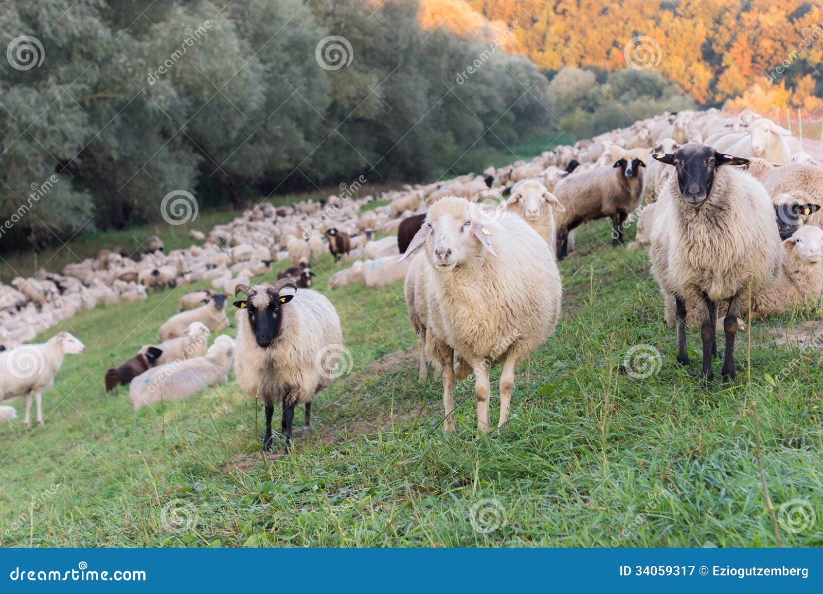 Sheep at Sunrise stock image. Image of nature, agriculture - 34059317