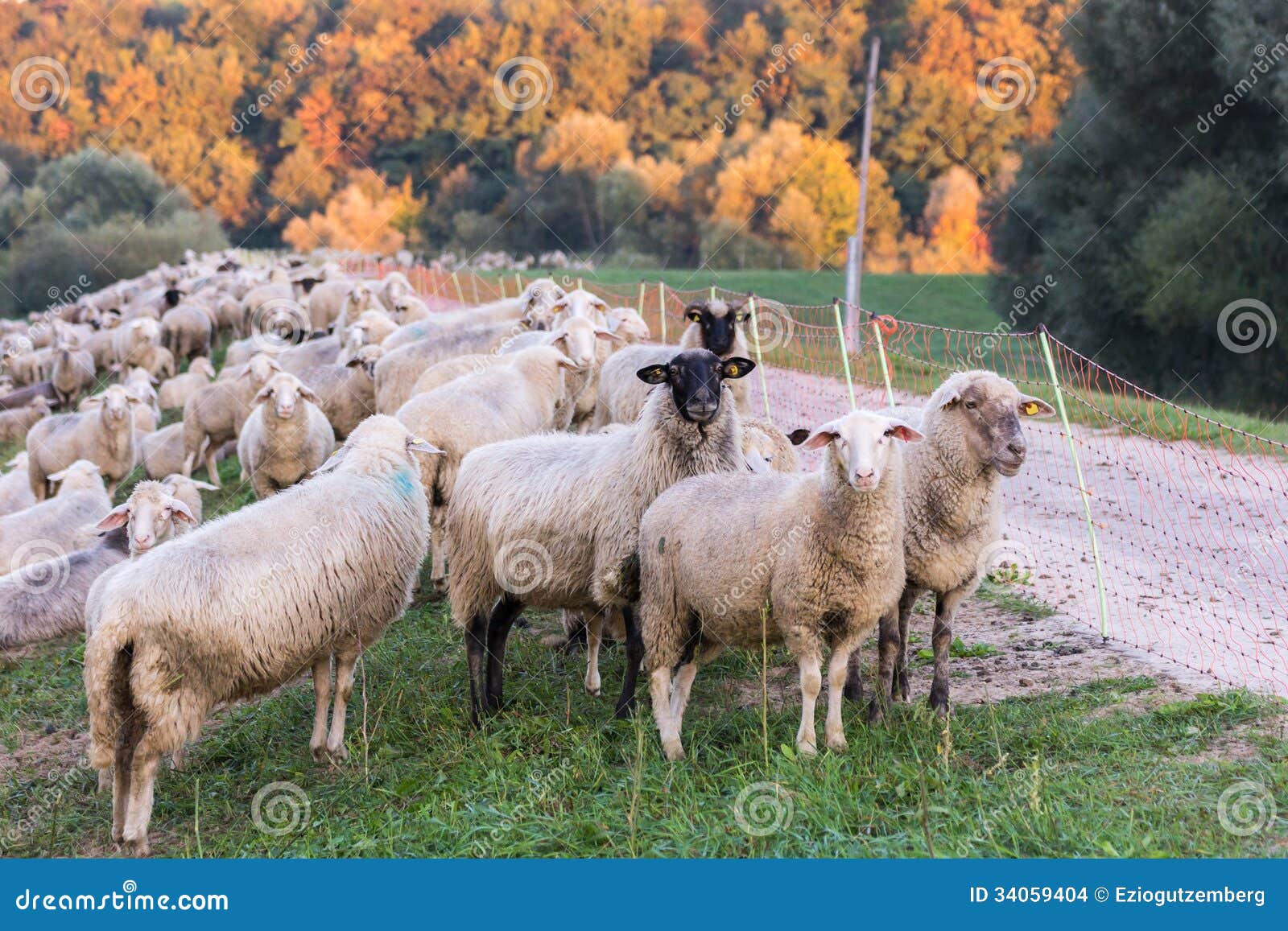 Sheep at Sunrise stock photo. Image of natural, countryside - 34059404