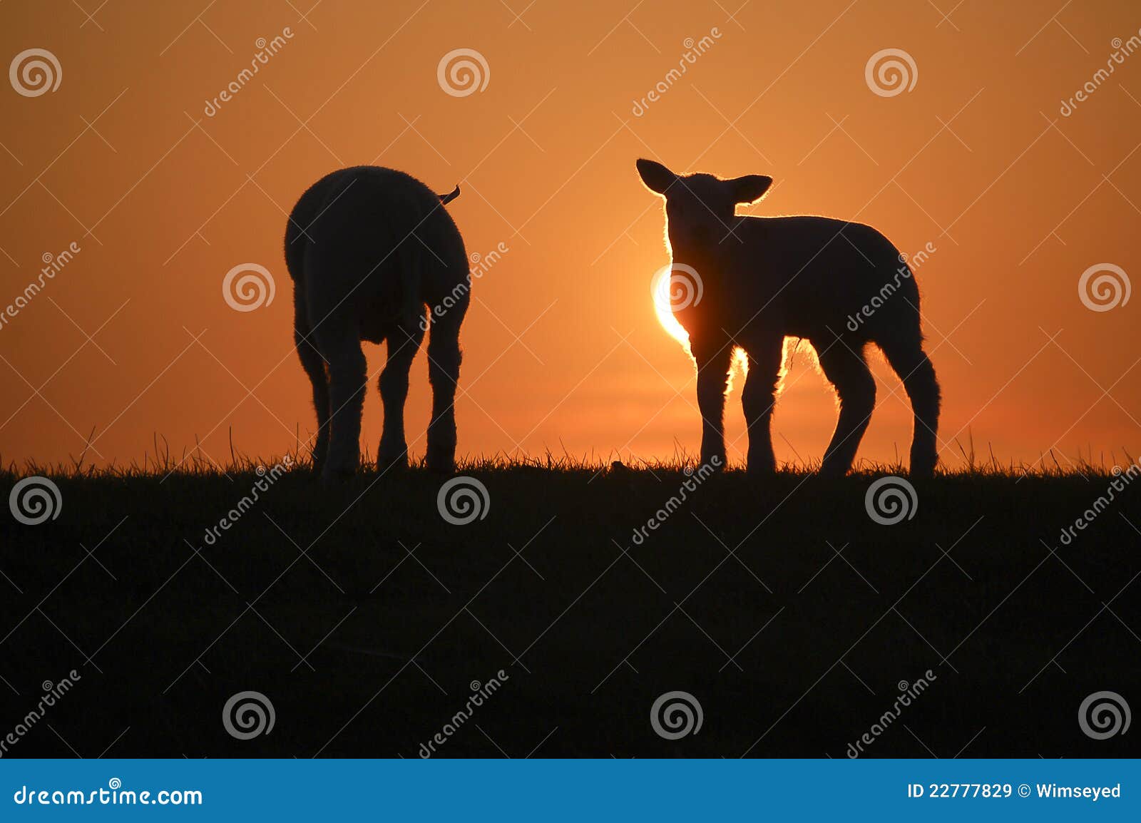 Sheep in sunset stock image. Image of milk, dark, lamb - 22777829
