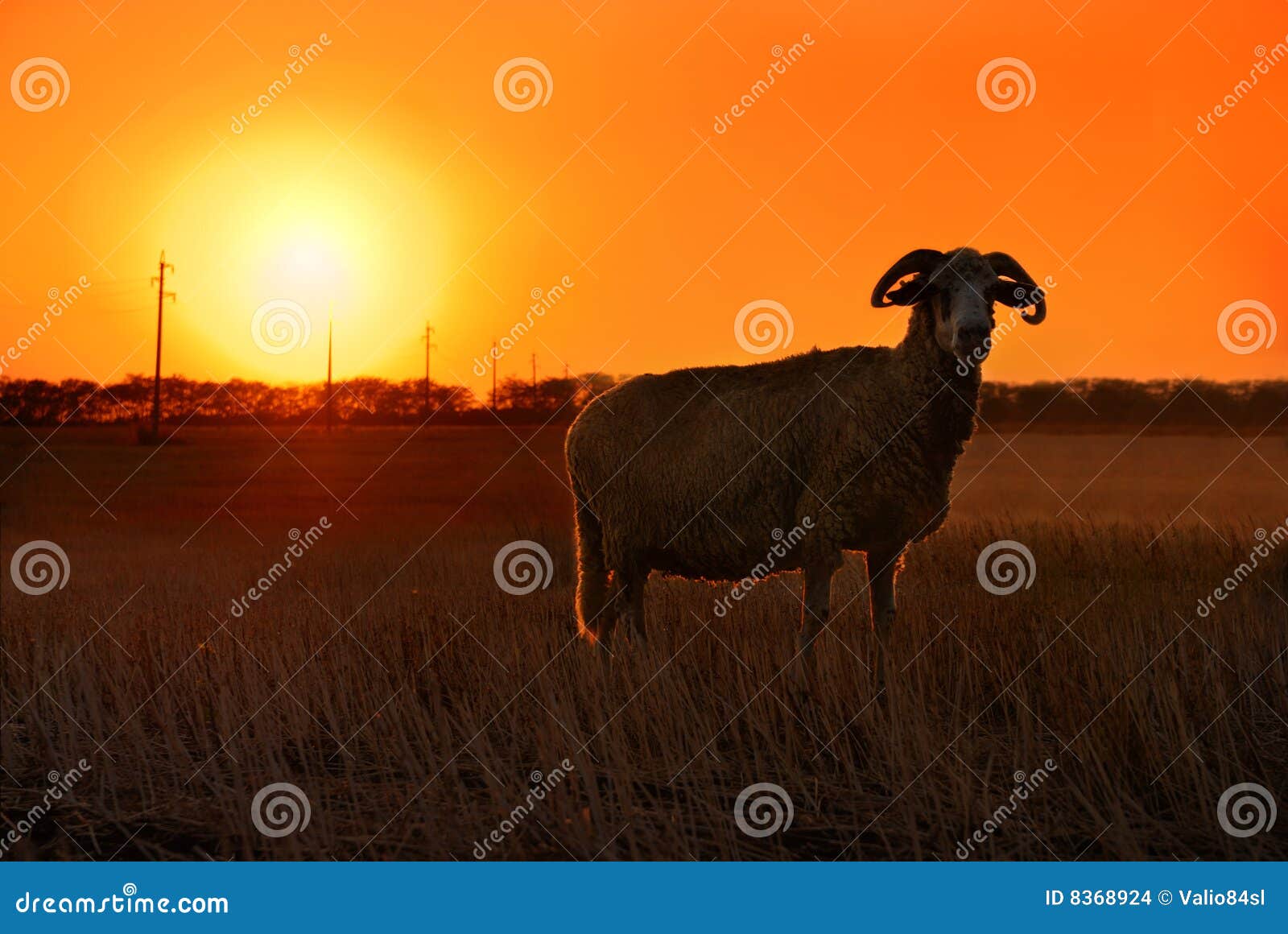 Sheep sunset stock photo. Image of horn, silhouette, lamb - 8368924