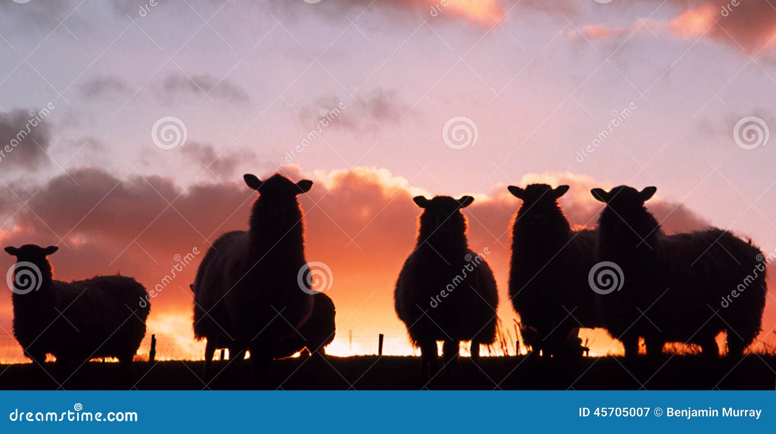 Sheep at sunset. stock image. Image of sunset, silhouette - 45705007