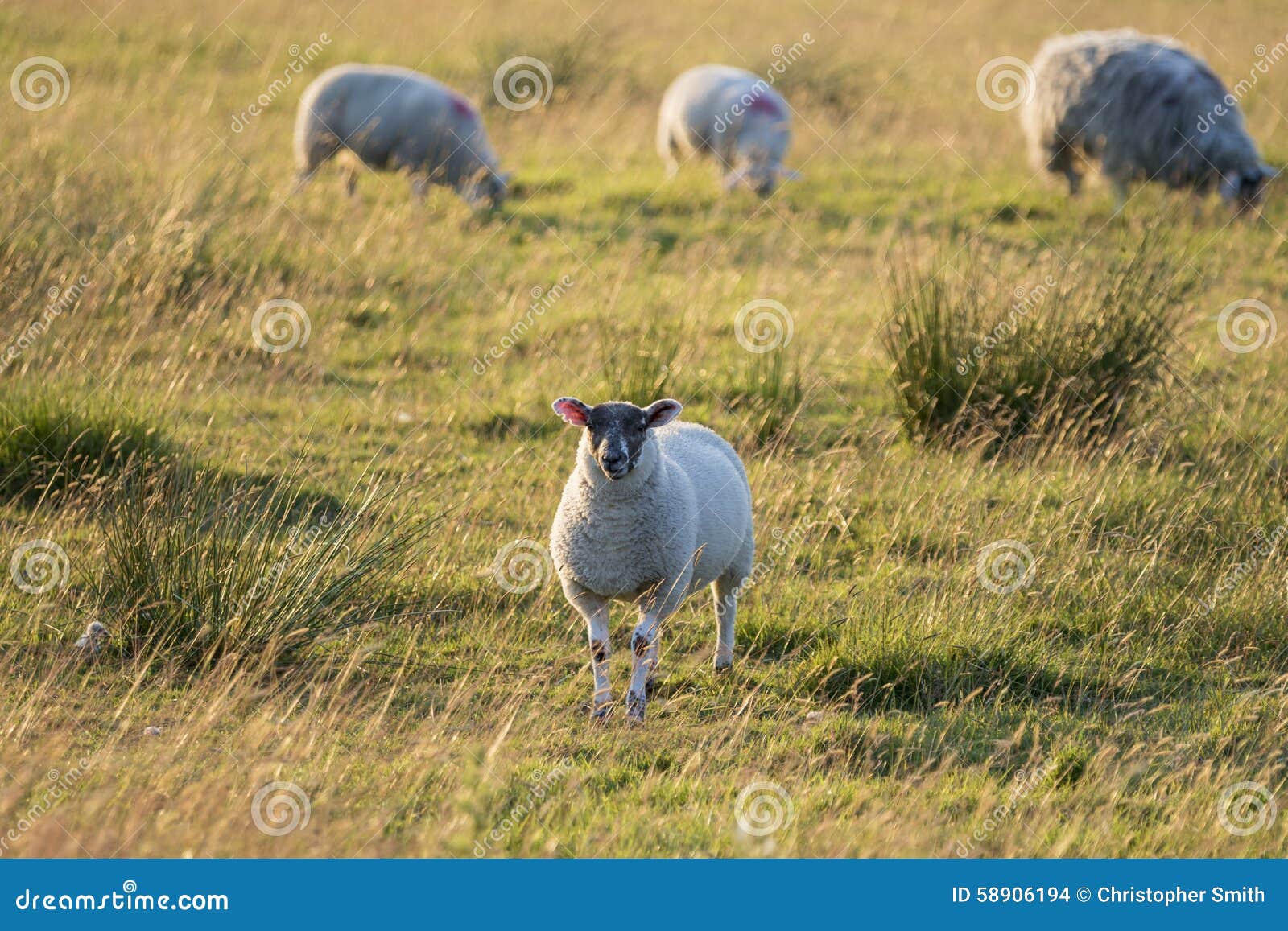Sheep in sunset light stock photo. Image of farm, sheep - 58906194
