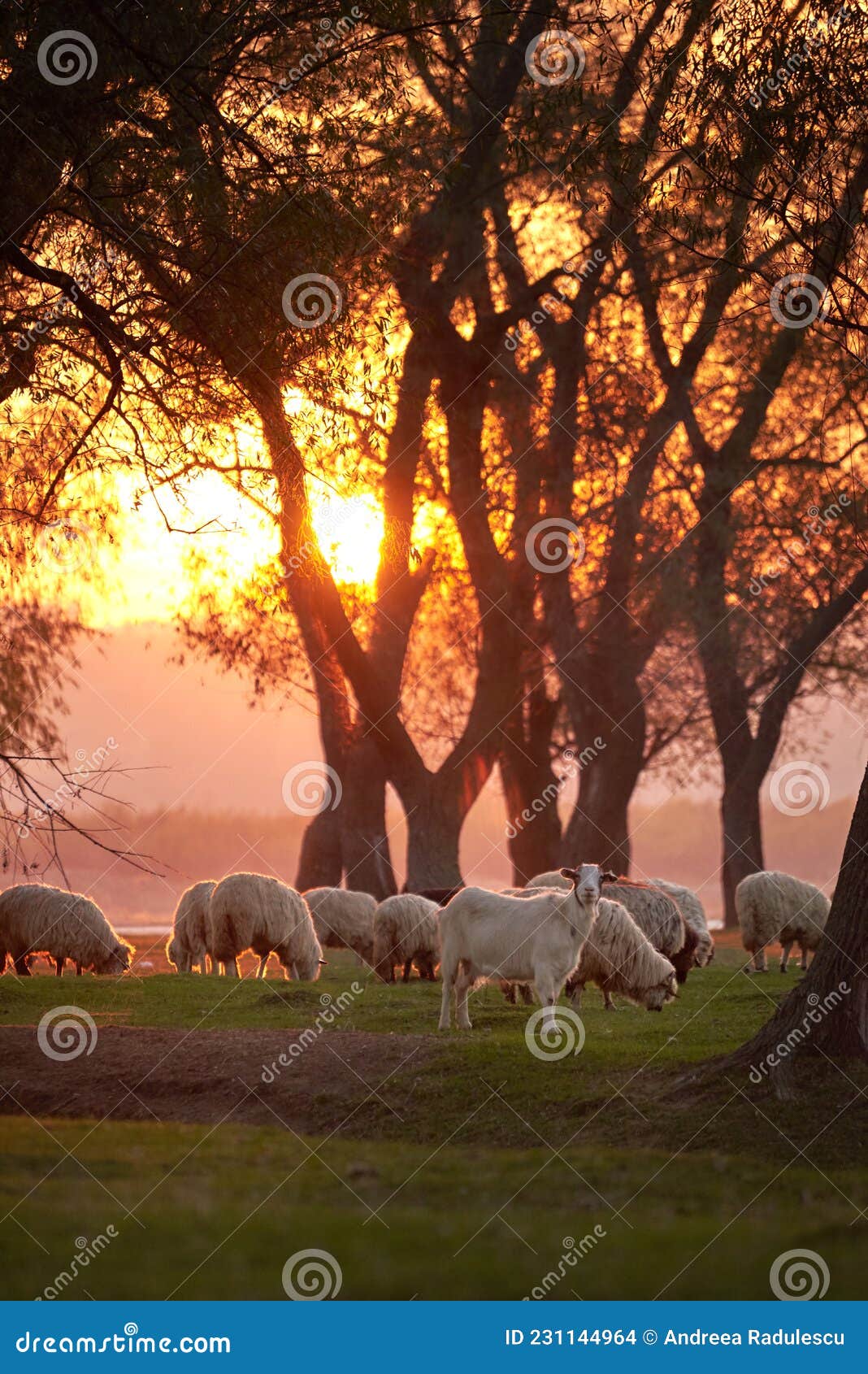 Sheep in the sunset light stock photo. Image of sheep - 231144964