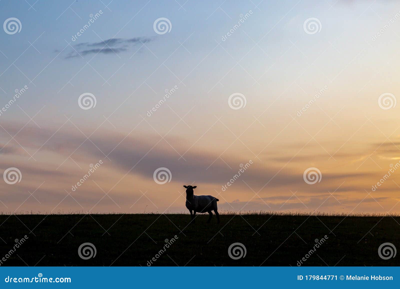 A Sheep at Sunset stock image. Image of landscape, geography - 179844771